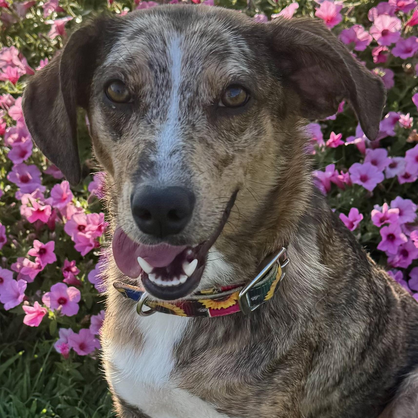 Dog for adoption - Cali, an Australian Shepherd Mix in Asheville, NC ...