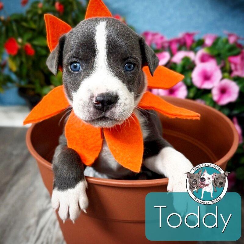 Dog for adoption - Toddy Matilda, a Pit Bull Terrier & Labrador ...