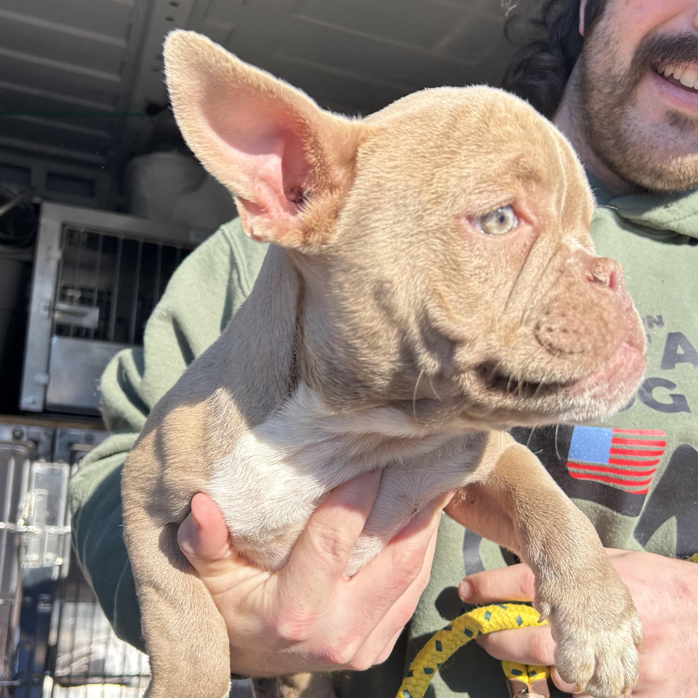 Dog for adoption - Spaz, a French Bulldog Mix in Washington, DC | Petfinder