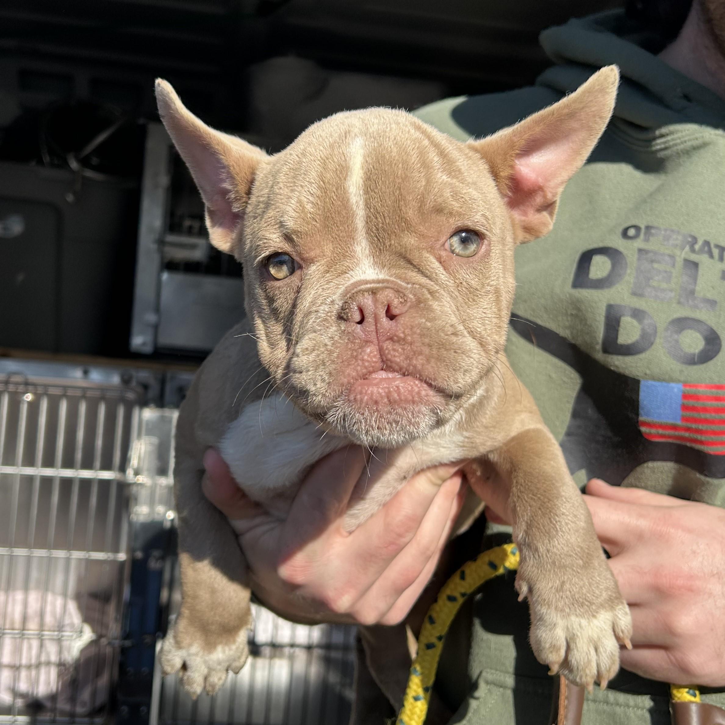 Dog for adoption - Spaz, a French Bulldog Mix in Washington, DC | Petfinder