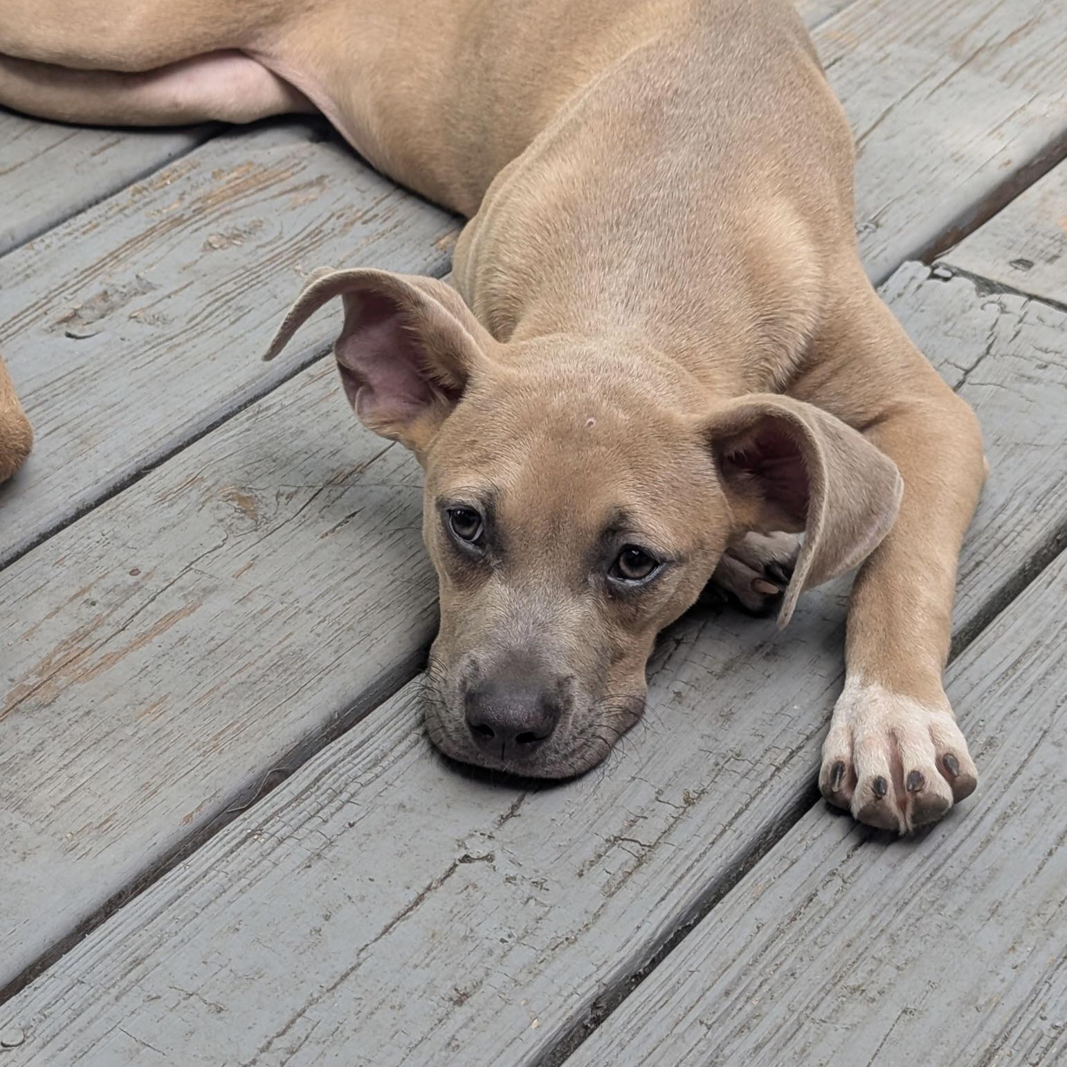 Dog for adoption - Sage, a Pit Bull Terrier Mix in Buffalo, NY | Petfinder