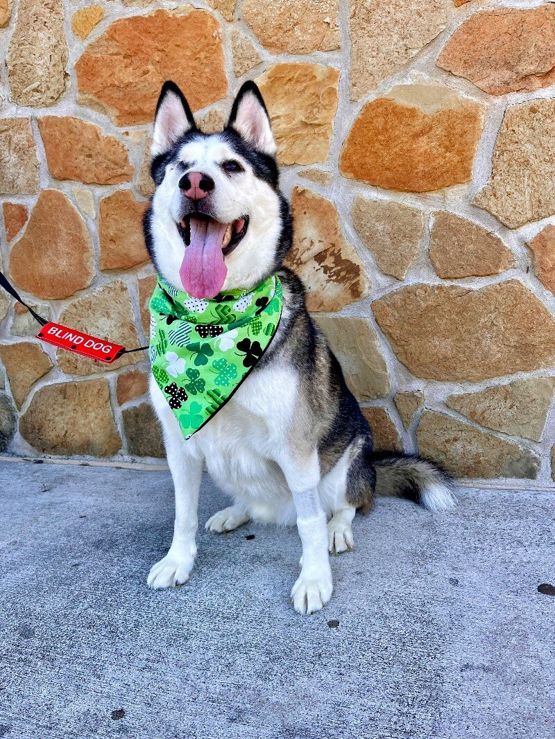 Dog for adoption - Lobo Bear, a Husky & Siberian Husky Mix in Marysville, WA | Petfinder