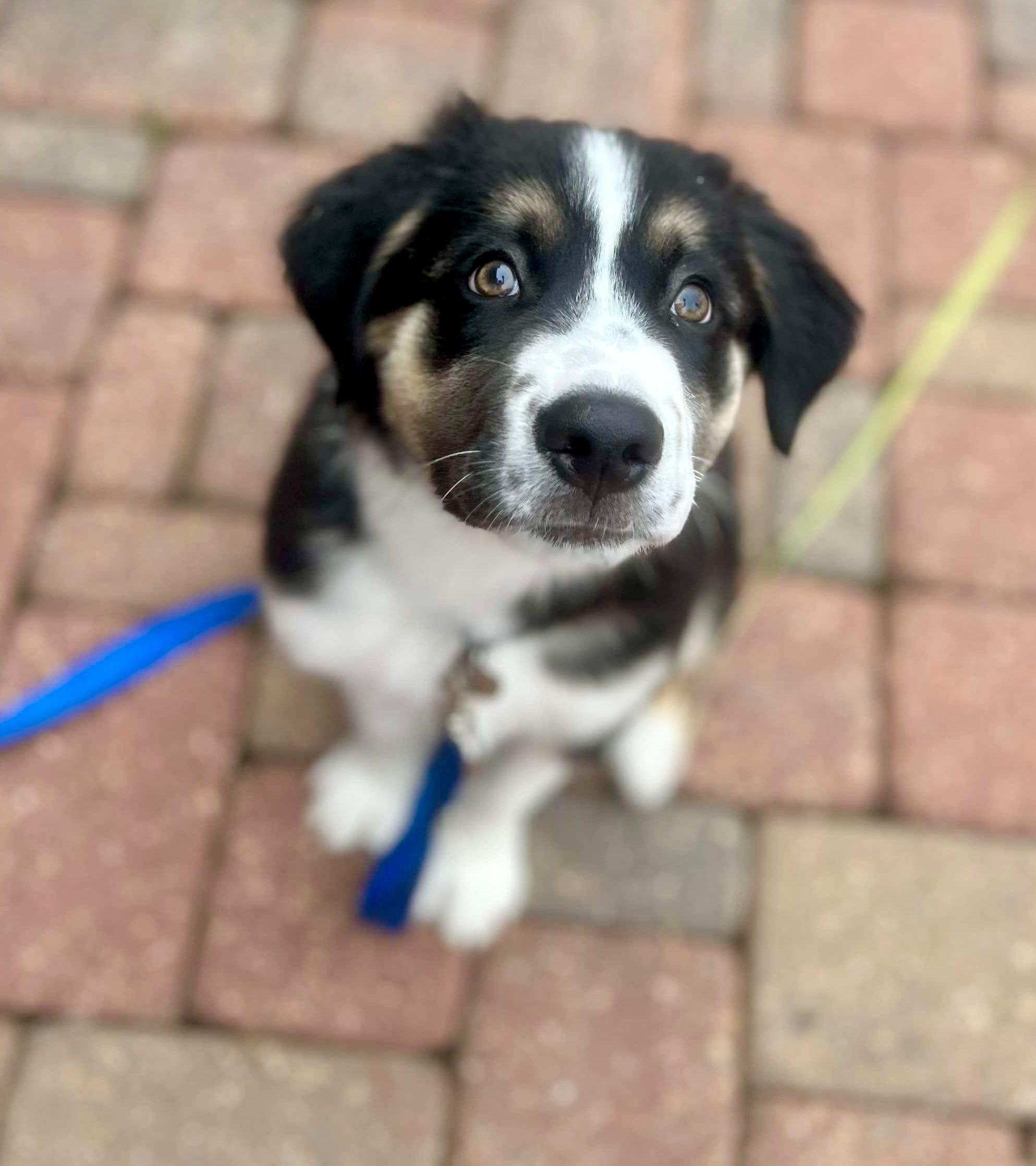 Dog for adoption - Romeo, a Border Collie Mix in Snohomish, WA | Petfinder