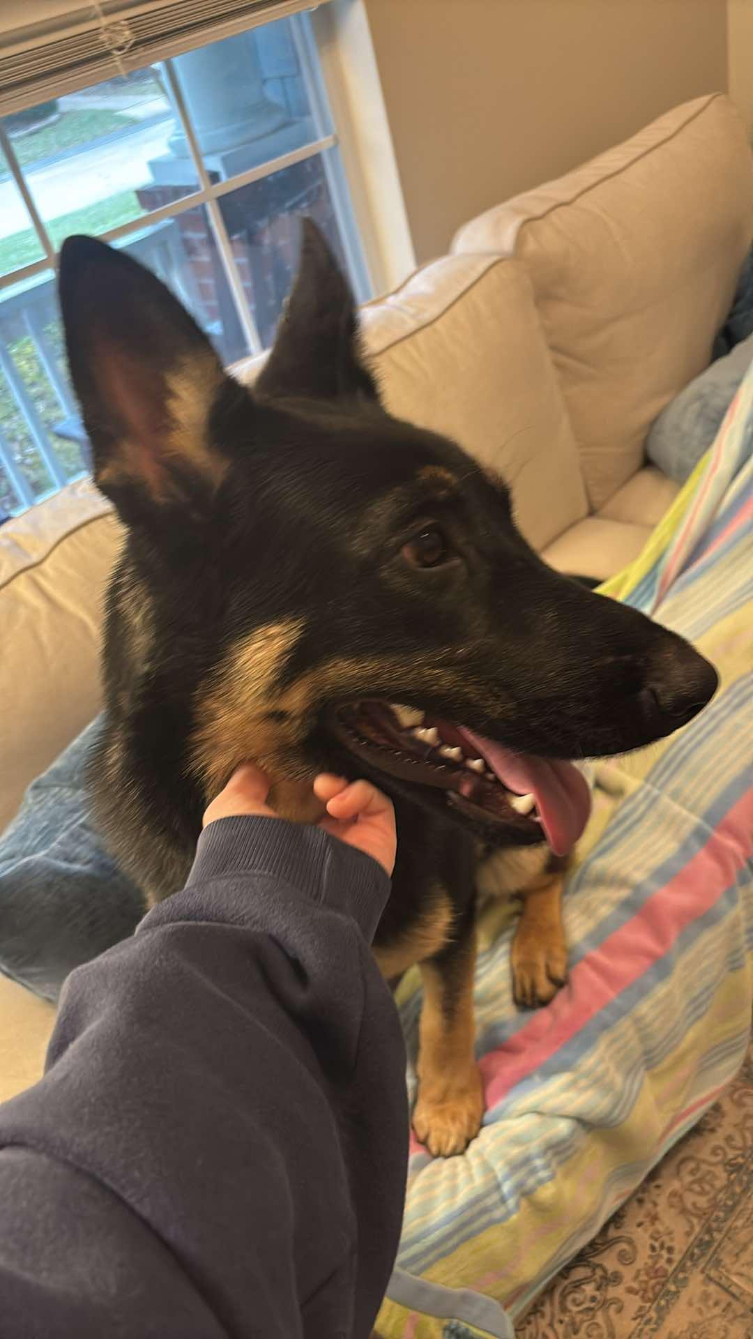Dog for adoption - Maya, a German Shepherd Dog in washington, DC ...