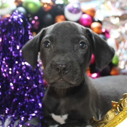 Dog for adoption - Hal, a Labrador Retriever & Pit Bull Terrier Mix in ...