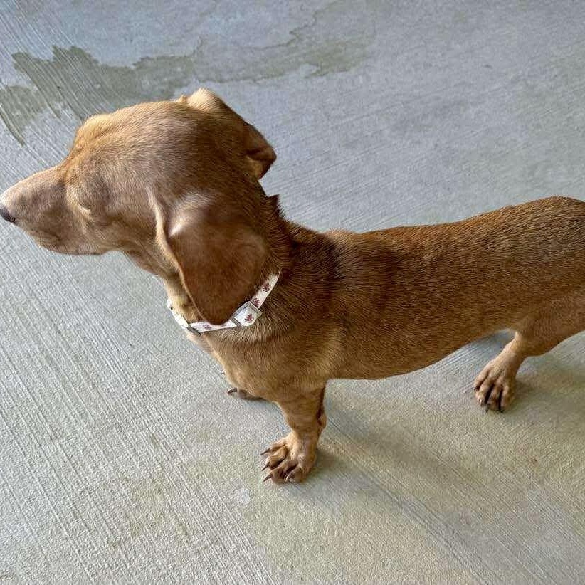 Dog for adoption - Ducky, a Dachshund in Toms River, NJ | Petfinder