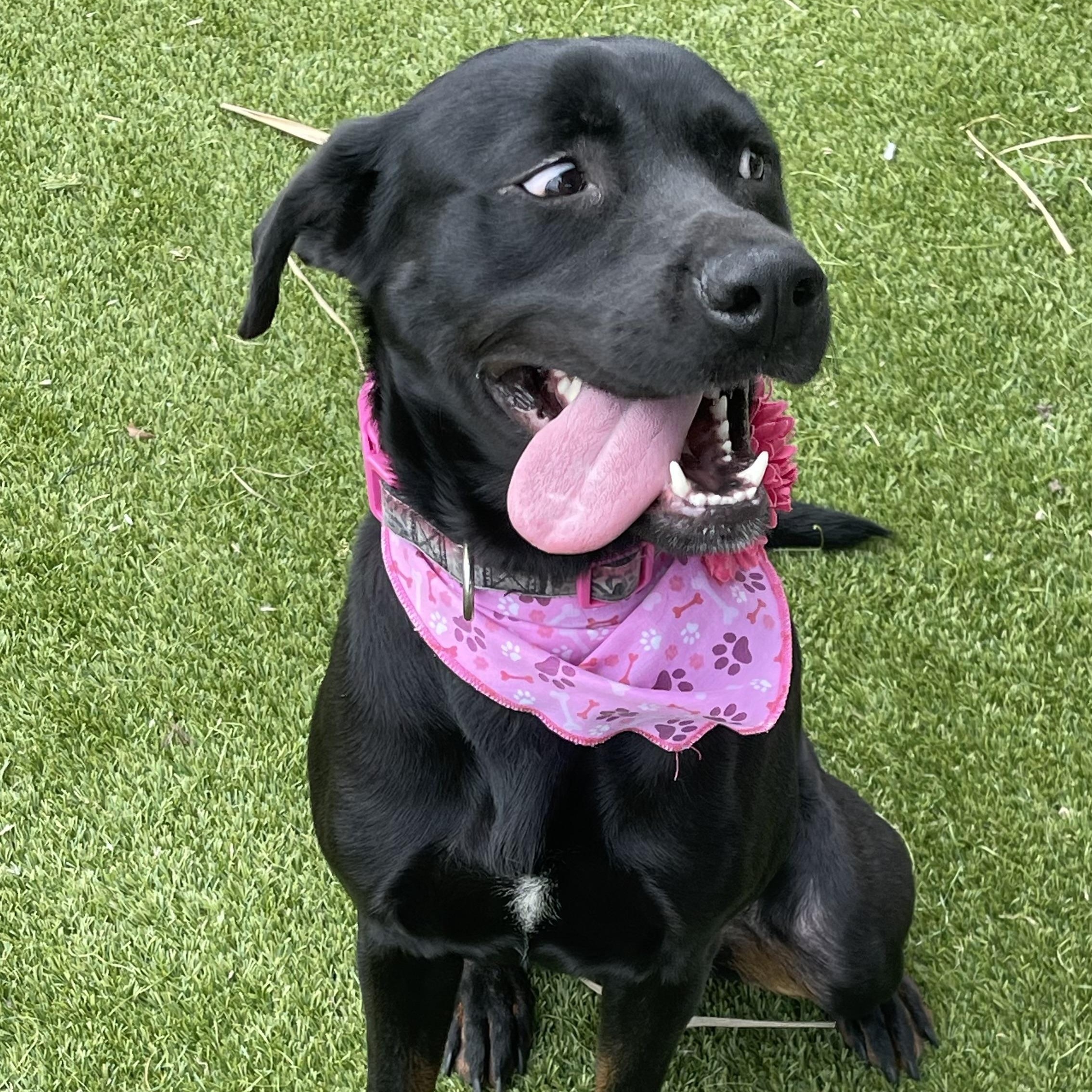 Dog for adoption - Mandy, a Mixed Breed in Hartford, CT | Petfinder