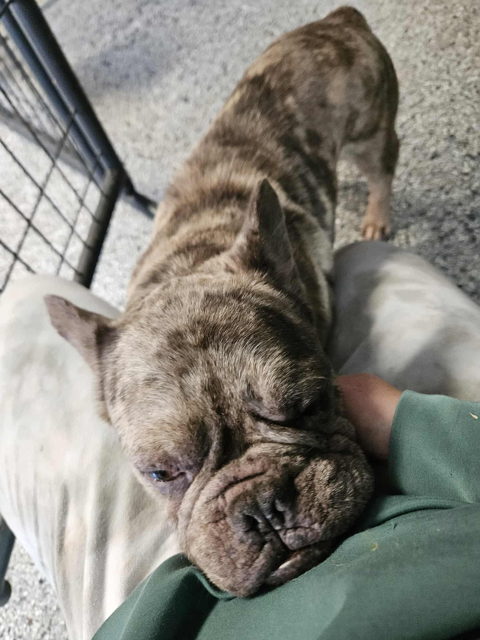 Dog for adoption - Farooq, a French Bulldog in China Township, MI | Petfinder