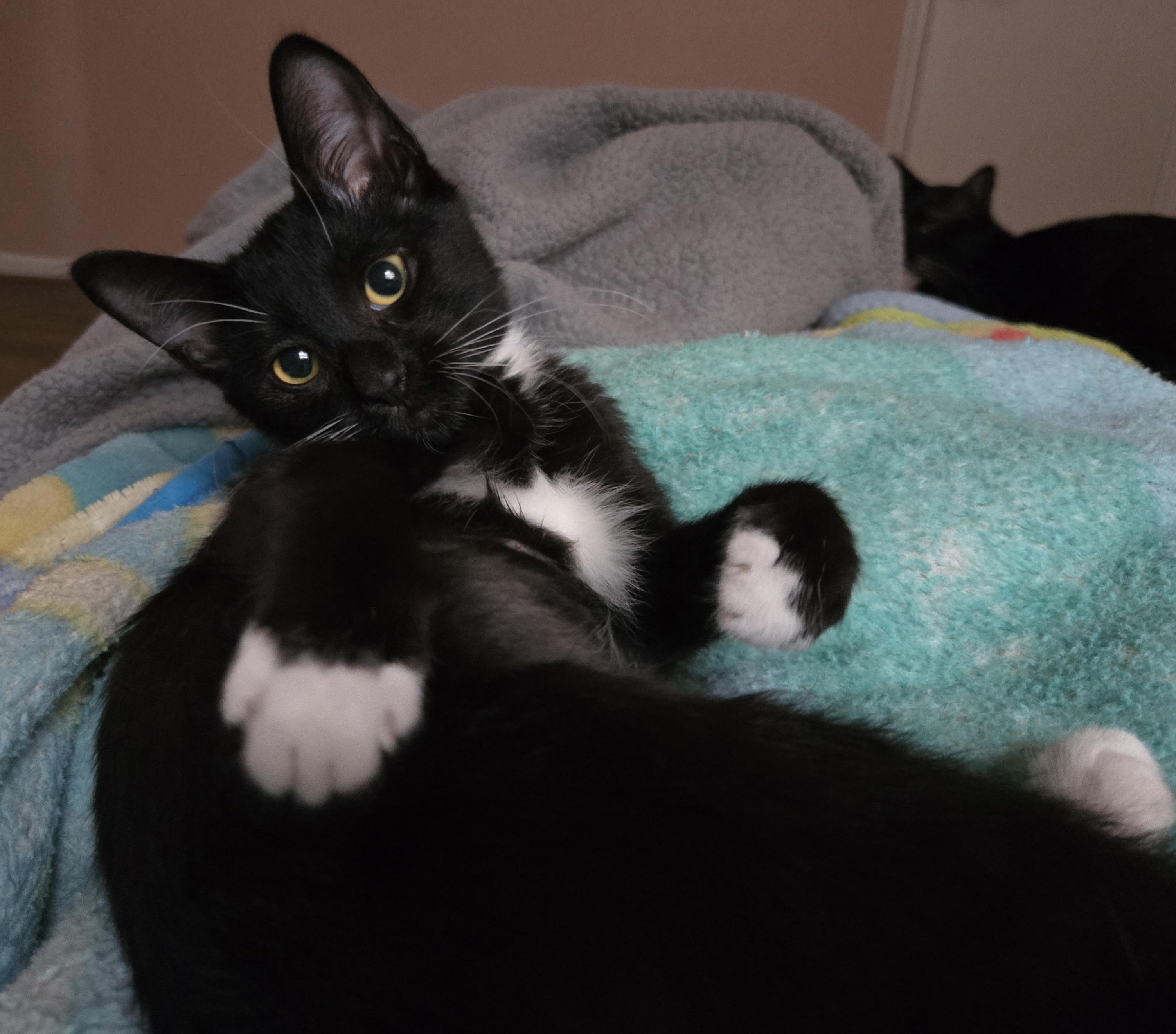 Cat for adoption - Jelly, a Tuxedo in DENVER, CO | Petfinder