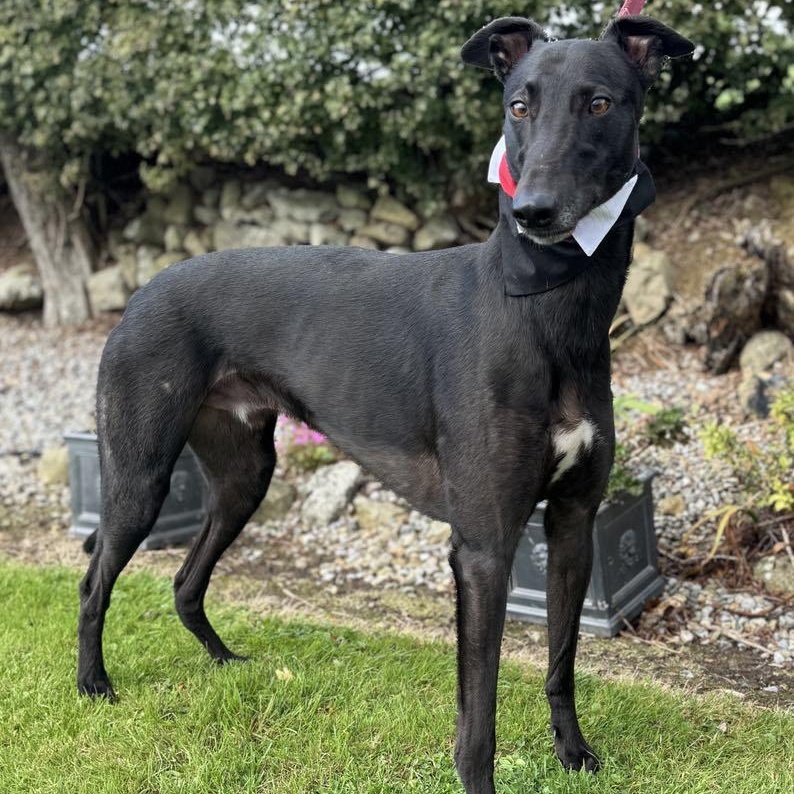 Dog for adoption - Pied PIper (Reg), a Greyhound in North Port, FL ...