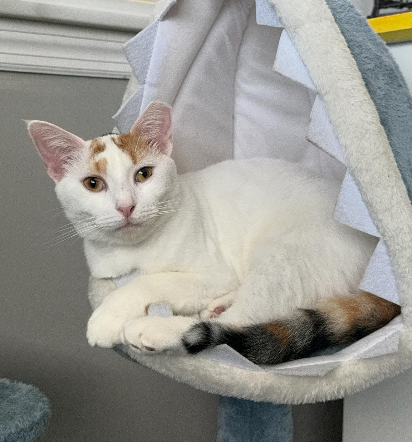 Cat for adoption - Sloan, a Domestic Short Hair in Warwick, RI | Petfinder