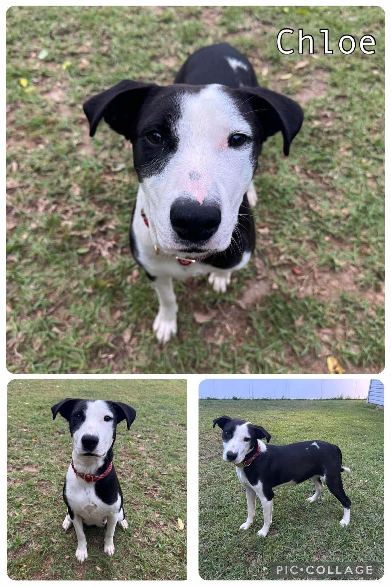 Dog for adoption - Chloe, a Terrier & Labrador Retriever Mix in ...