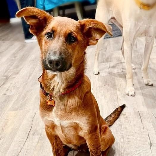 Dog for adoption - **DOMINGO**, a Black Mouth Cur Mix in North Prairie ...