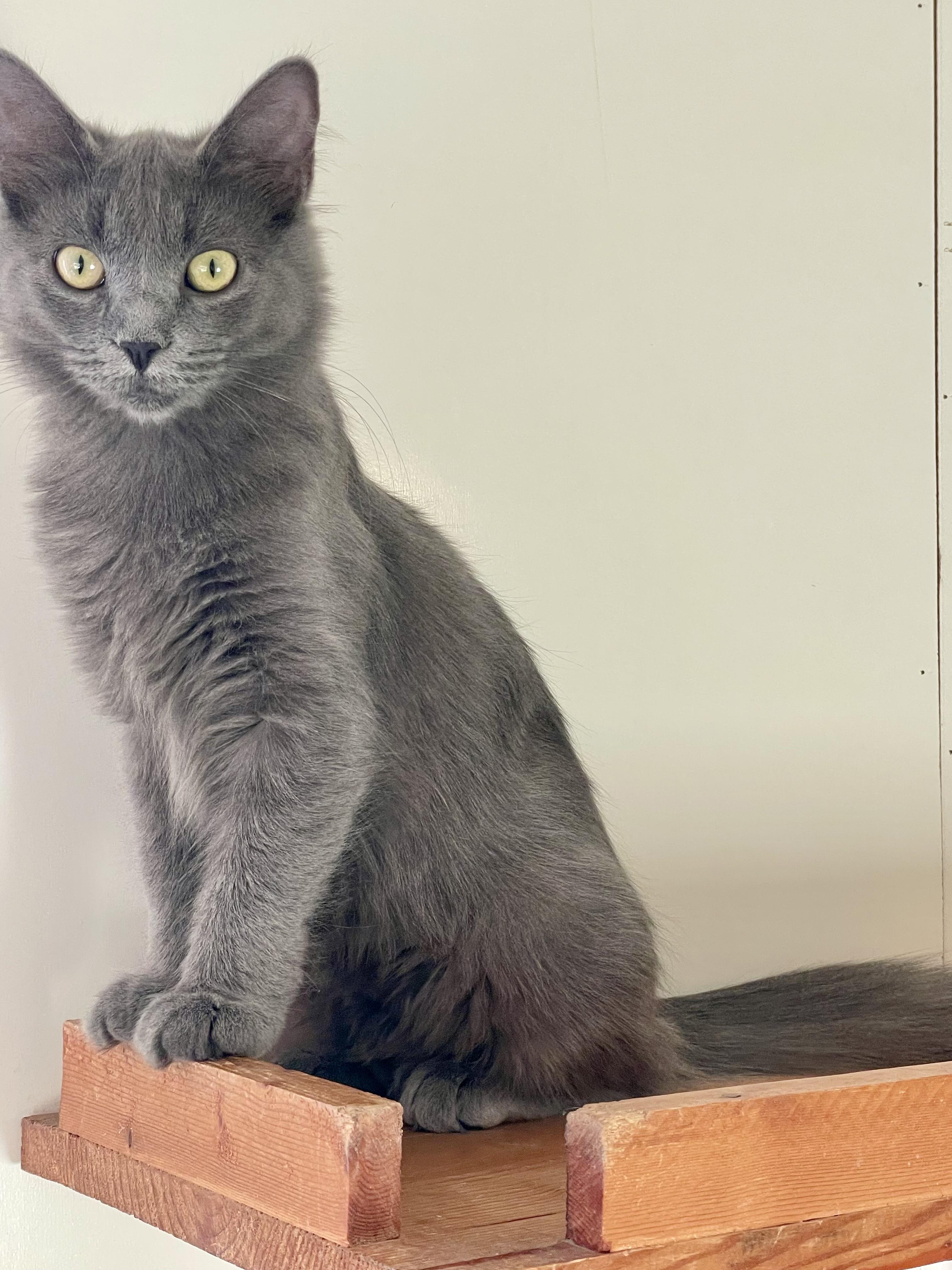 Available Cats - The A.R.K - Animal Recycling Kennel