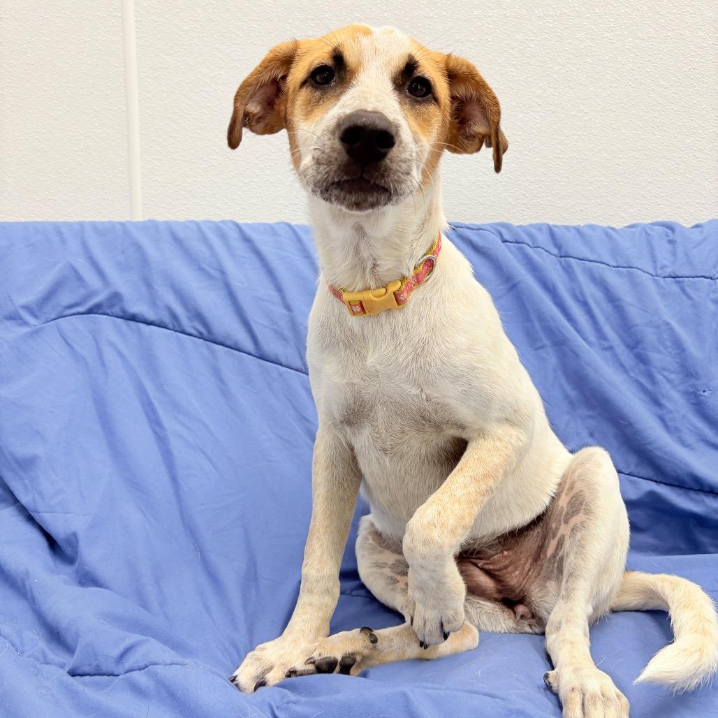 Humane Society Of Jefferson County in Jefferson, WI