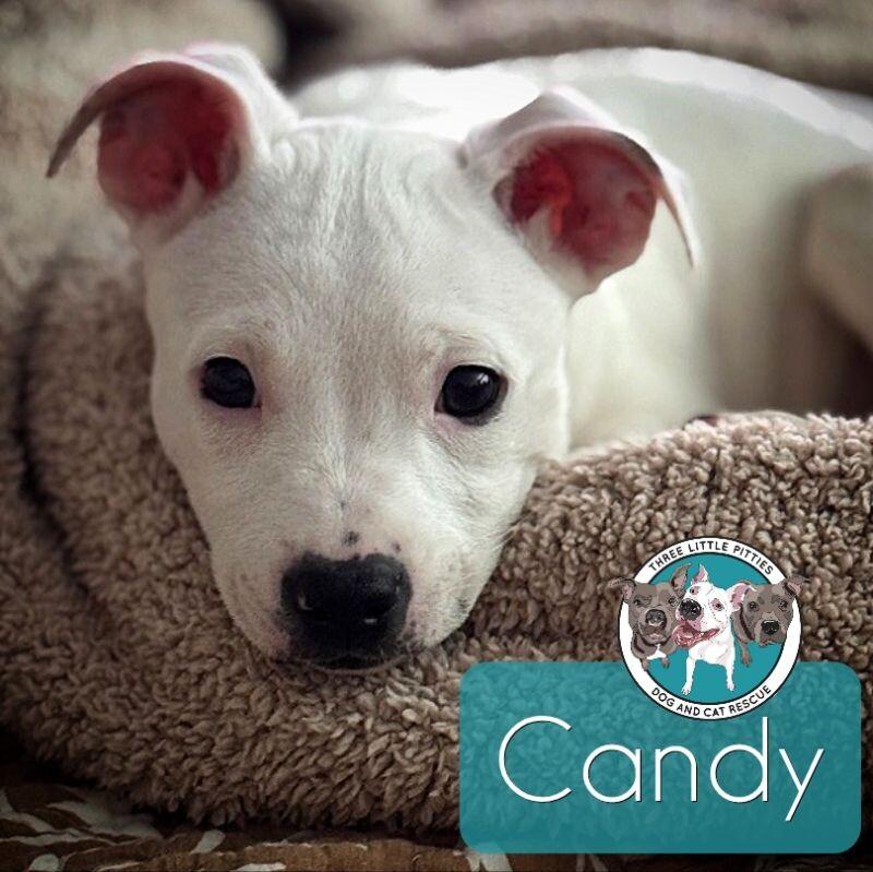 Dog for adoption - Candy Cuddleson Valentine, an American Staffordshire ...