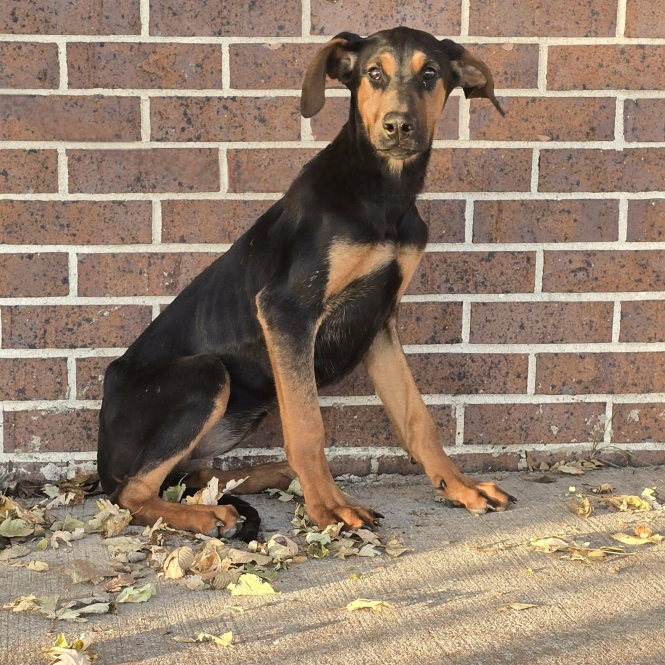 Dog for adoption - Flora, a Doberman Pinscher Mix in Waterloo, IA ...