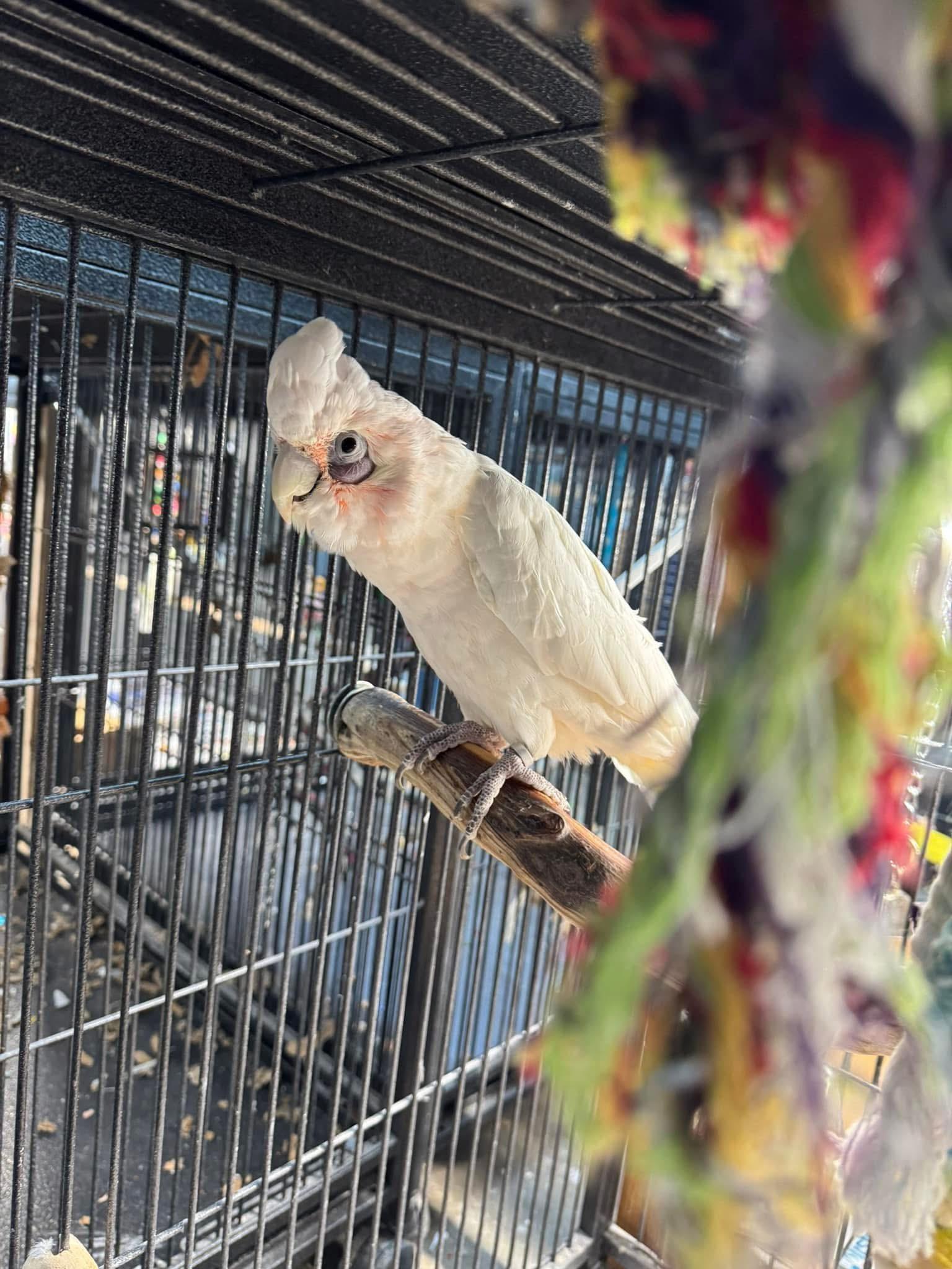 Parrot for adoption - Bany, a Cockatoo in Bend, OR | Petfinder