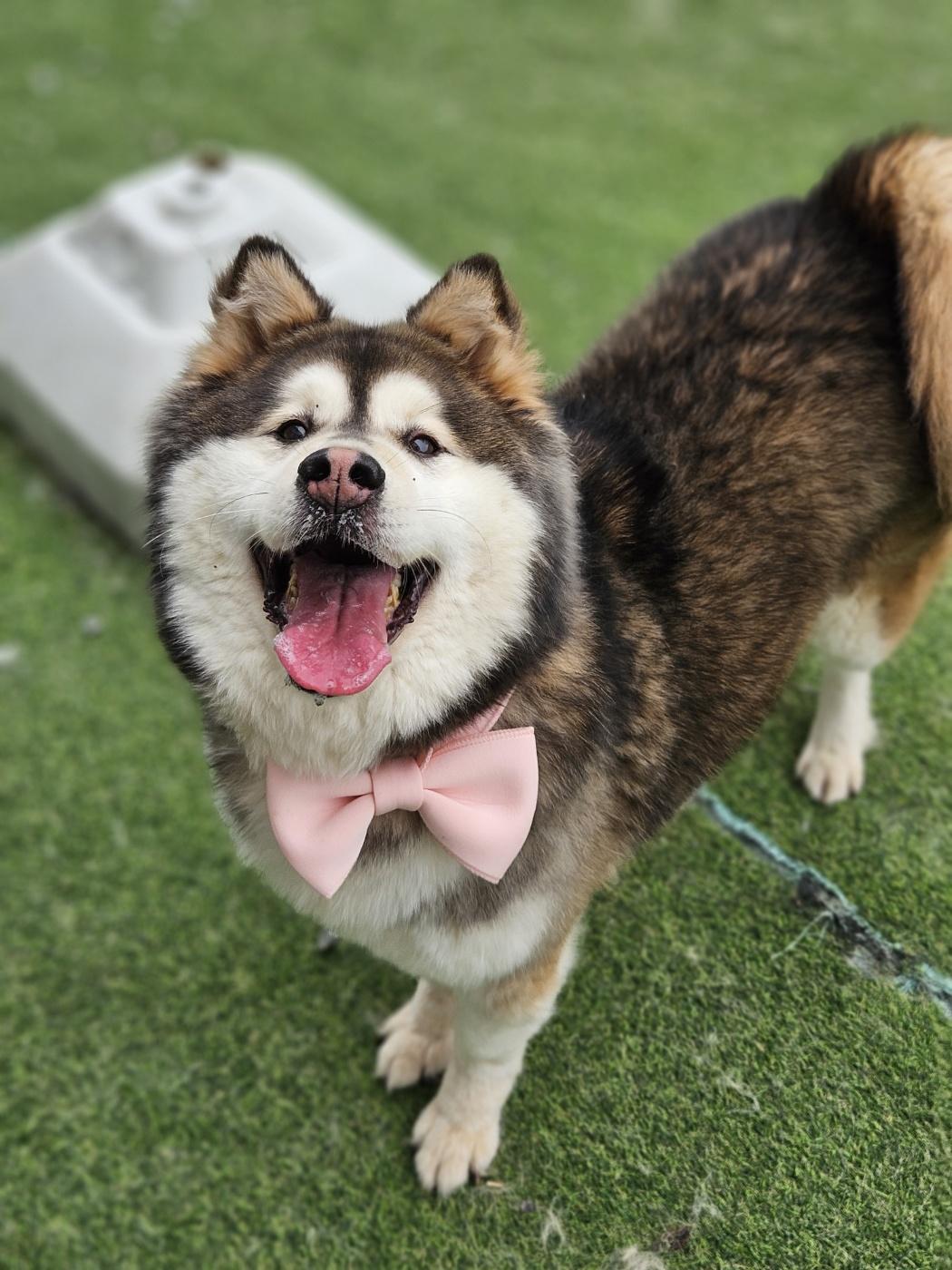 Dog for adoption - Jelly Bean, a Husky & Alaskan Malamute Mix in ...