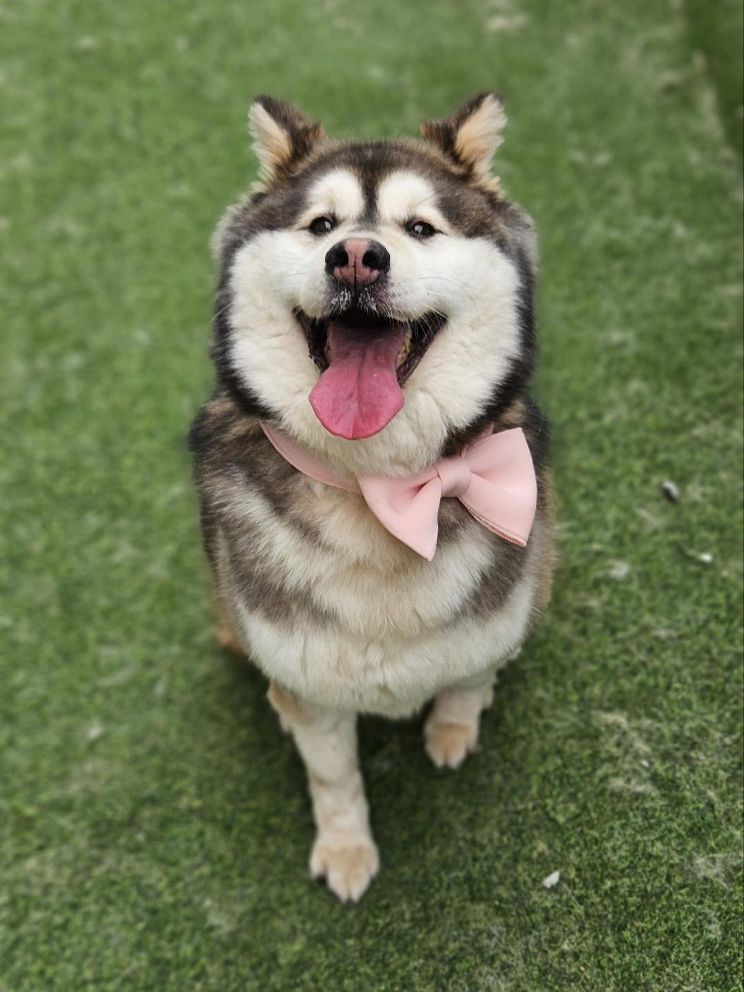 Dog for adoption - Jelly Bean, a Husky & Alaskan Malamute Mix in ...
