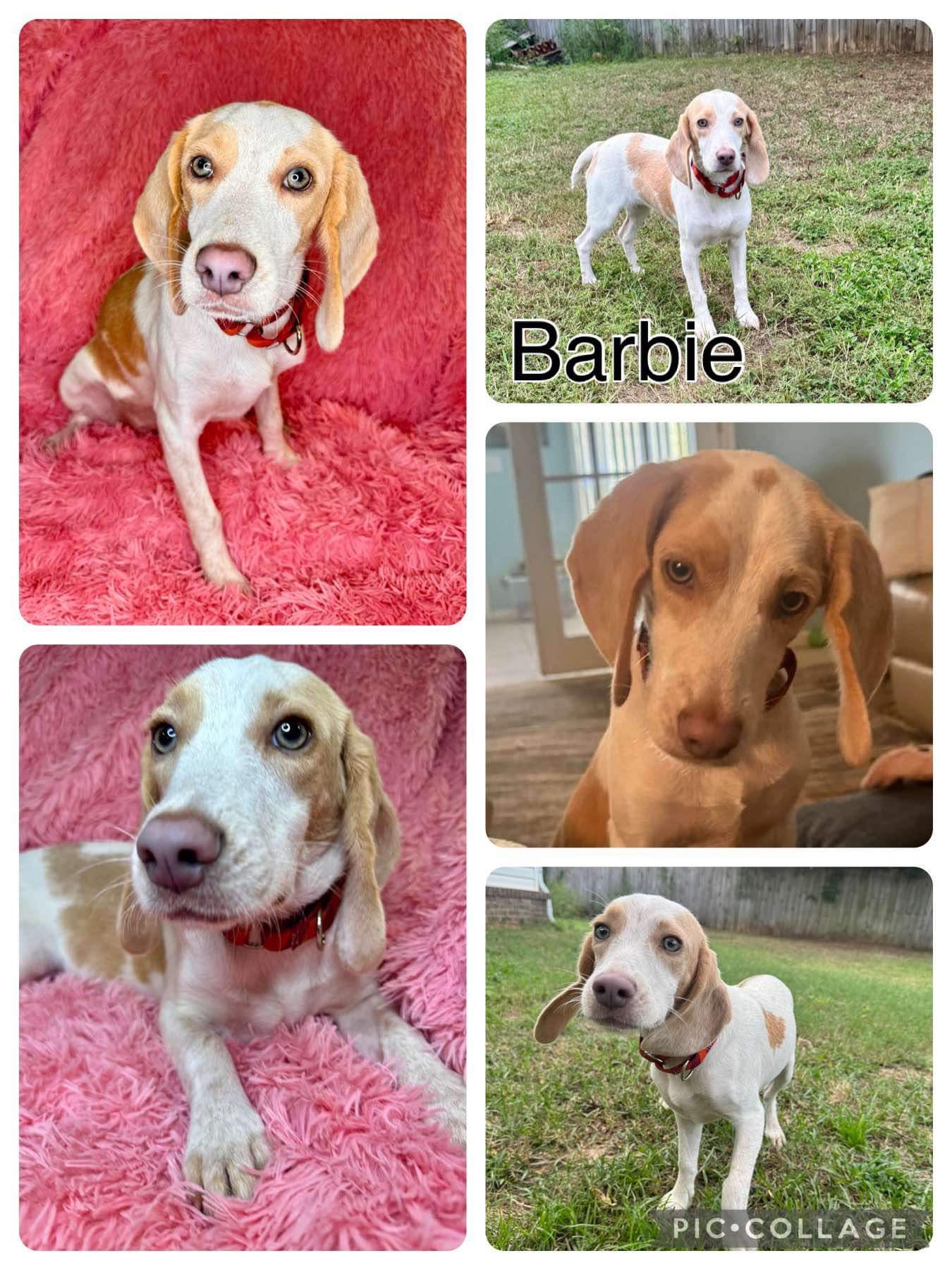 Dog for adoption - Barbie, a Beagle Mix in Enterprise, AL | Petfinder