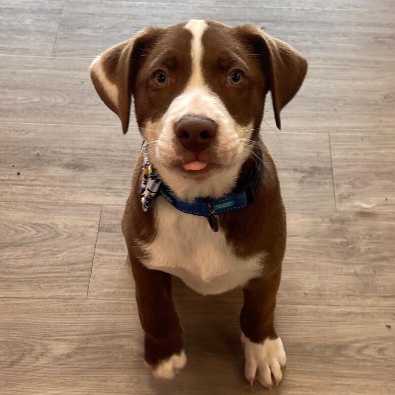 Dog for adoption - Atlas English, a Labrador Retriever & Pit Bull ...