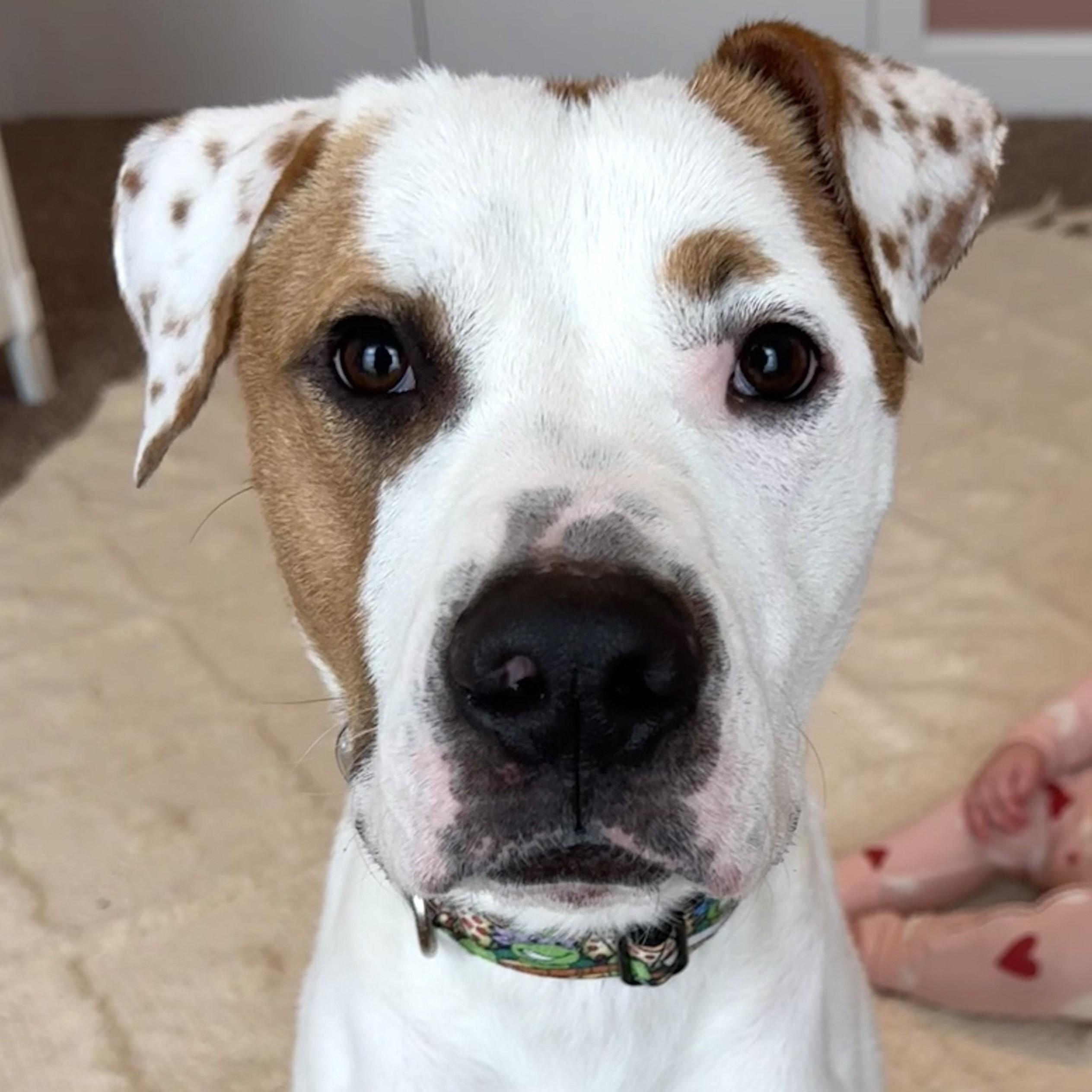 Dog for adoption - Oscar, a Pit Bull Terrier in Normal, IL | Petfinder