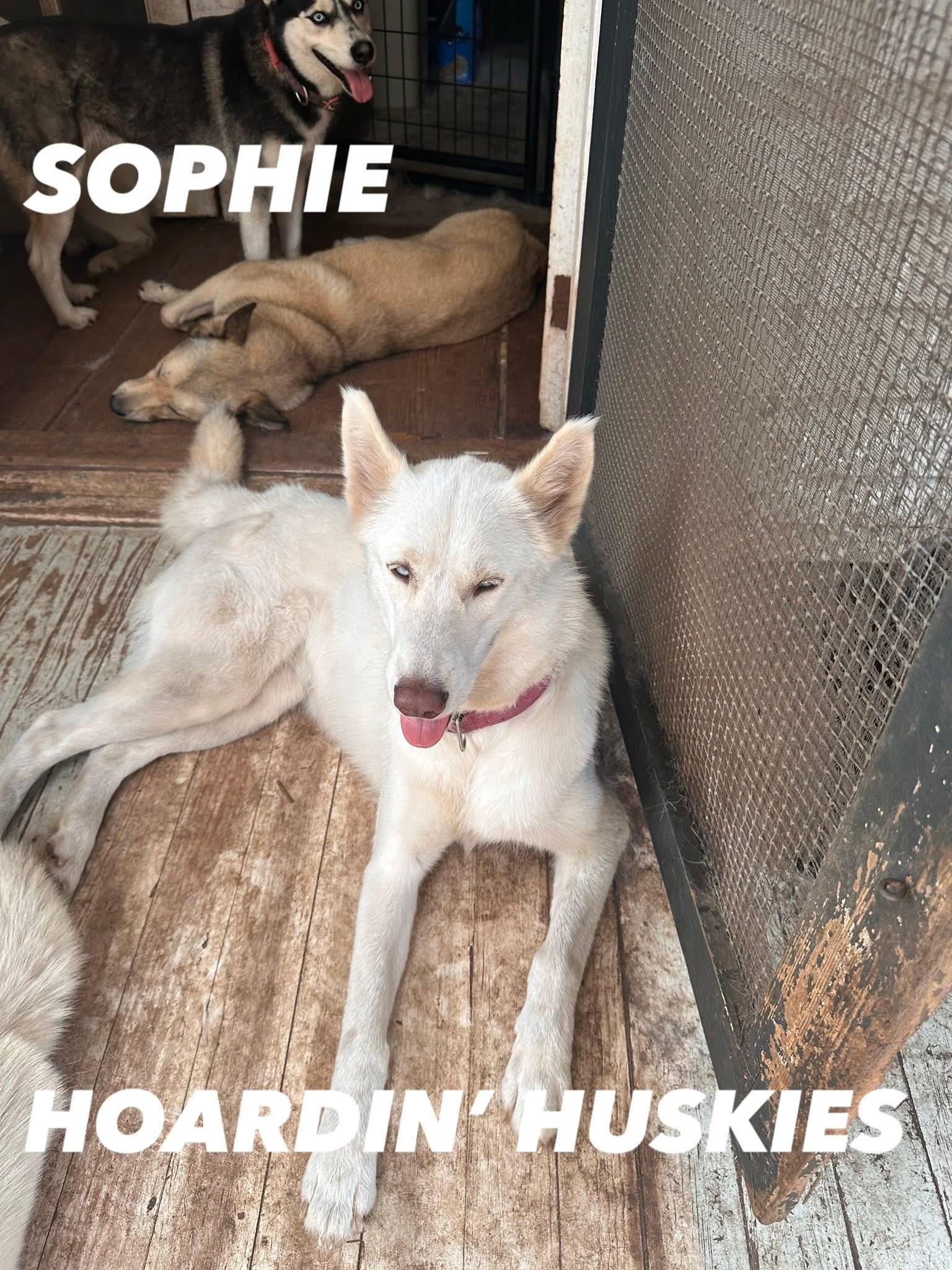 Dog for adoption - Sophie, a Siberian Husky Mix in Kissimmee, FL ...