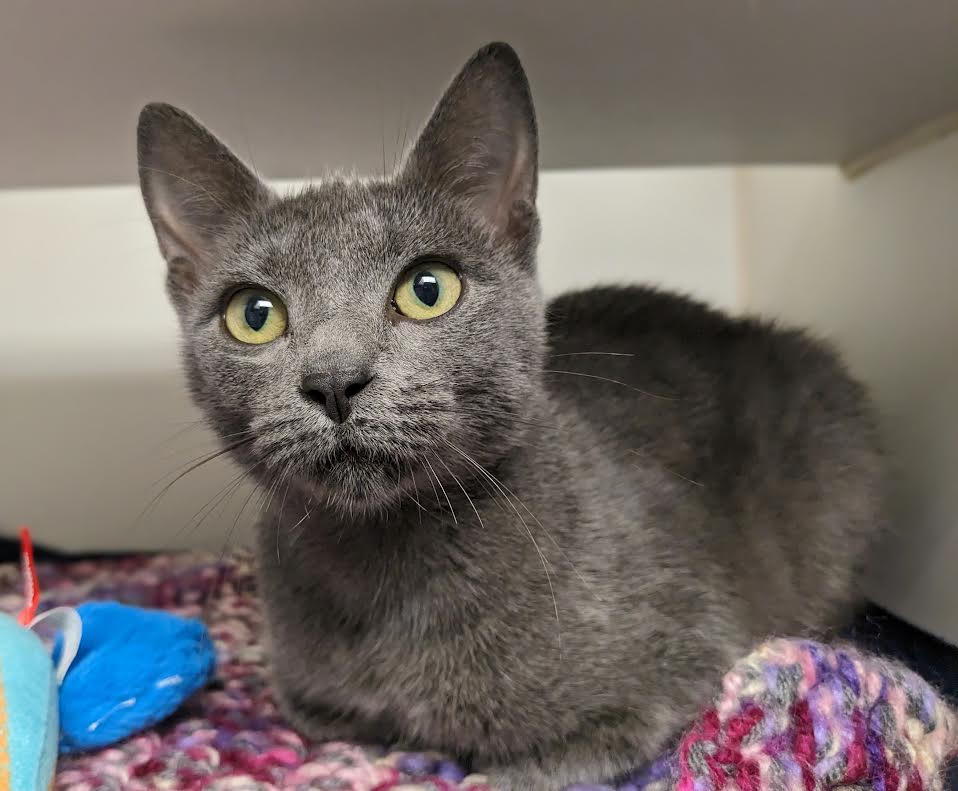 ADOPT - Whatcom Humane Society