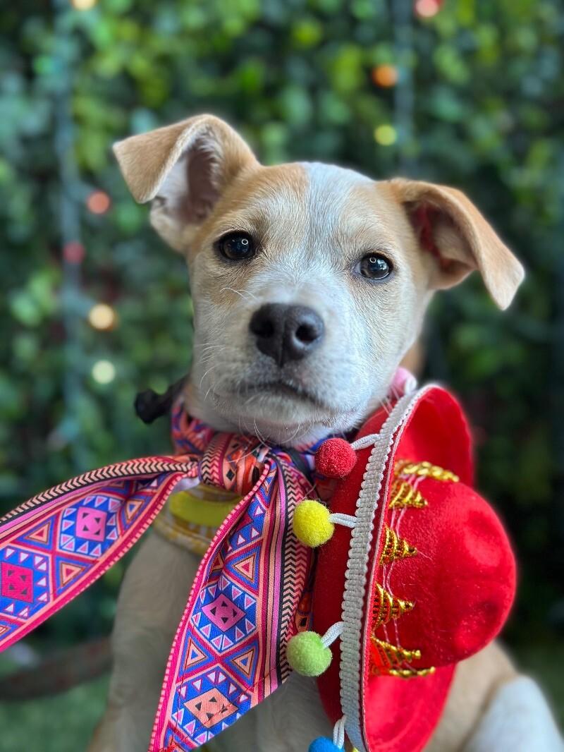 Dog for adoption - Muffin Chops, a Carolina Dog & Yellow Labrador Retriever Mix in Las Vegas, NV ...