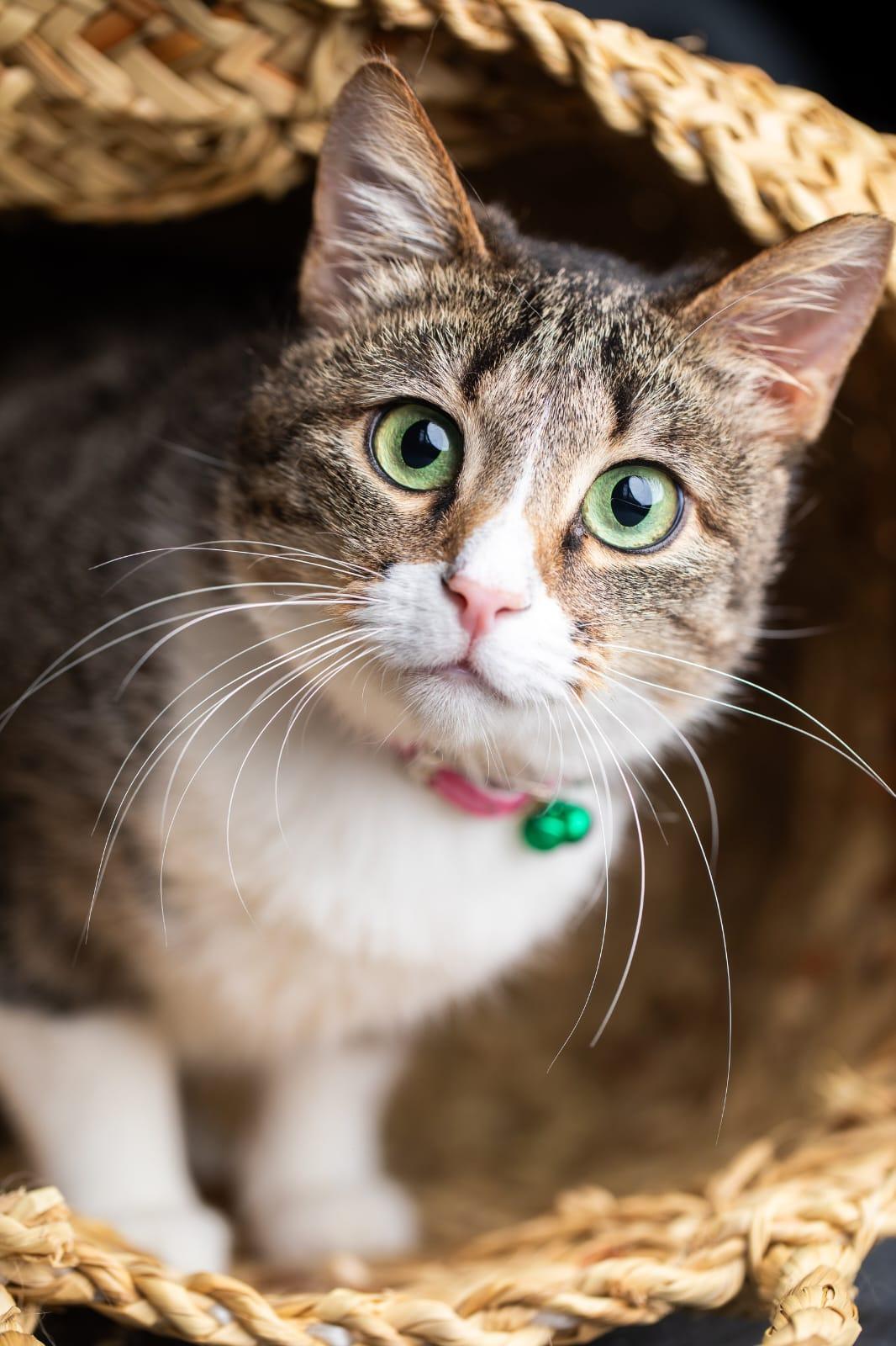 Cat for adoption - Green Eyed Beauty Tina, a Domestic Short Hair in ...