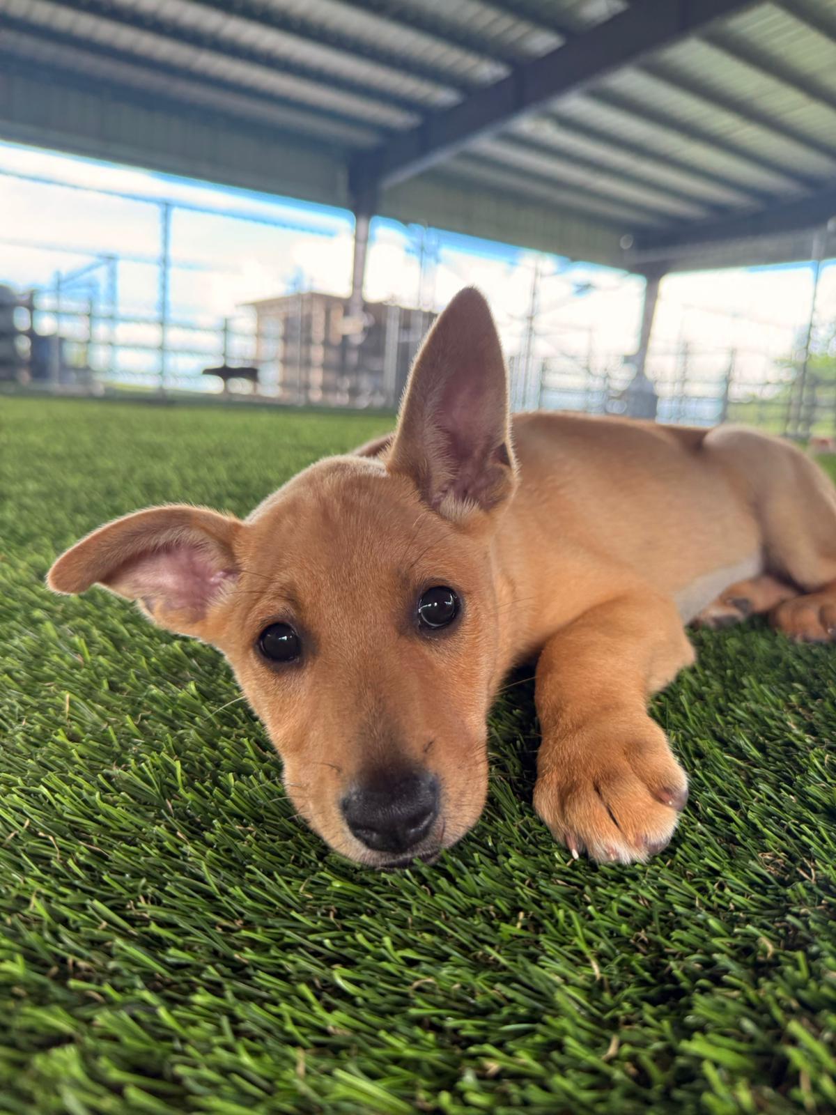 Dog for adoption - Juana Diaz, a Mixed Breed in Brooklyn, NY | Petfinder