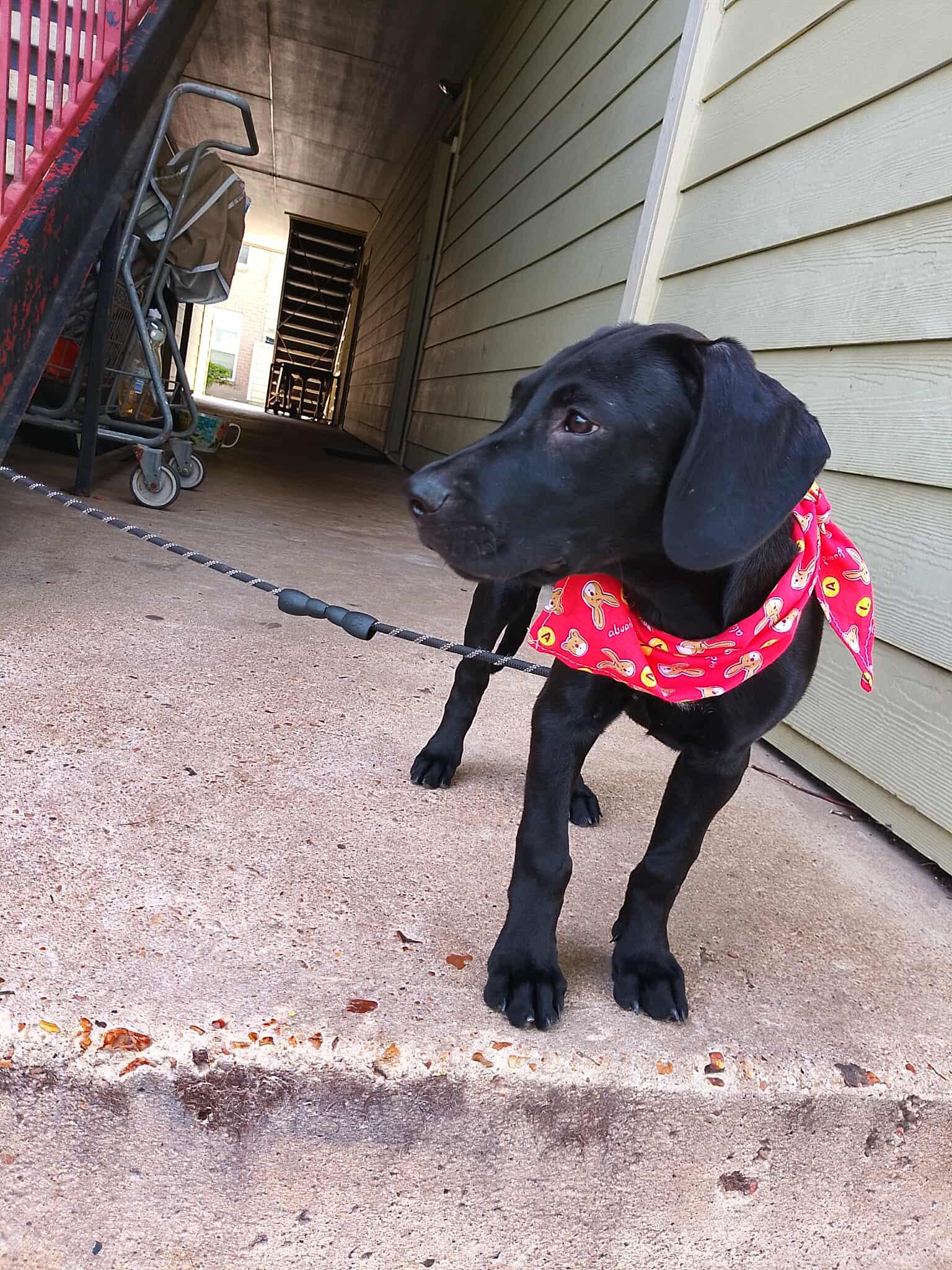 Dog for adoption - Brandy (Marisol Litter), a Labrador Retriever & Black Labrador Retriever Mix ...