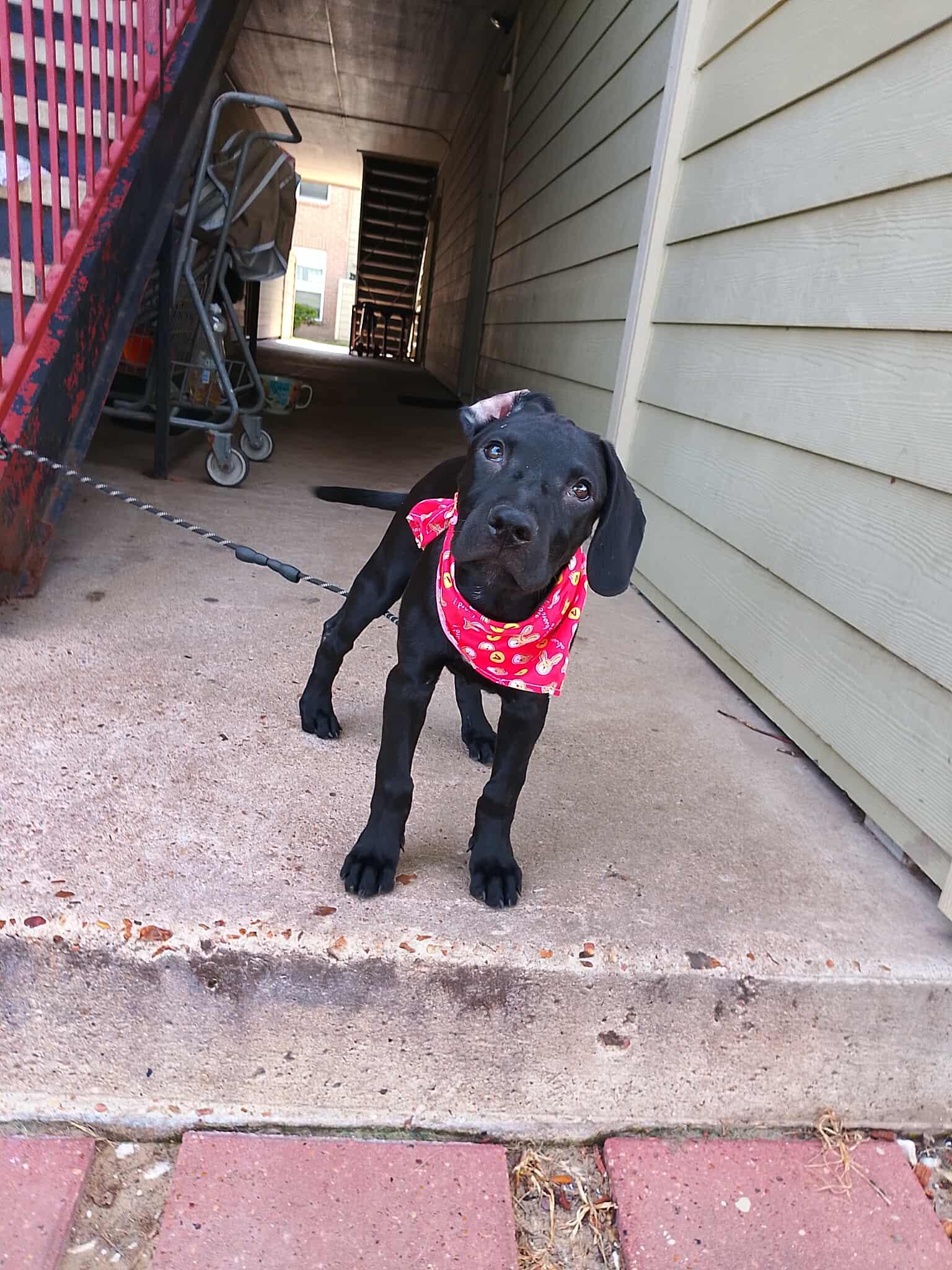 Dog for adoption - Brandy (Marisol Litter), a Labrador Retriever ...