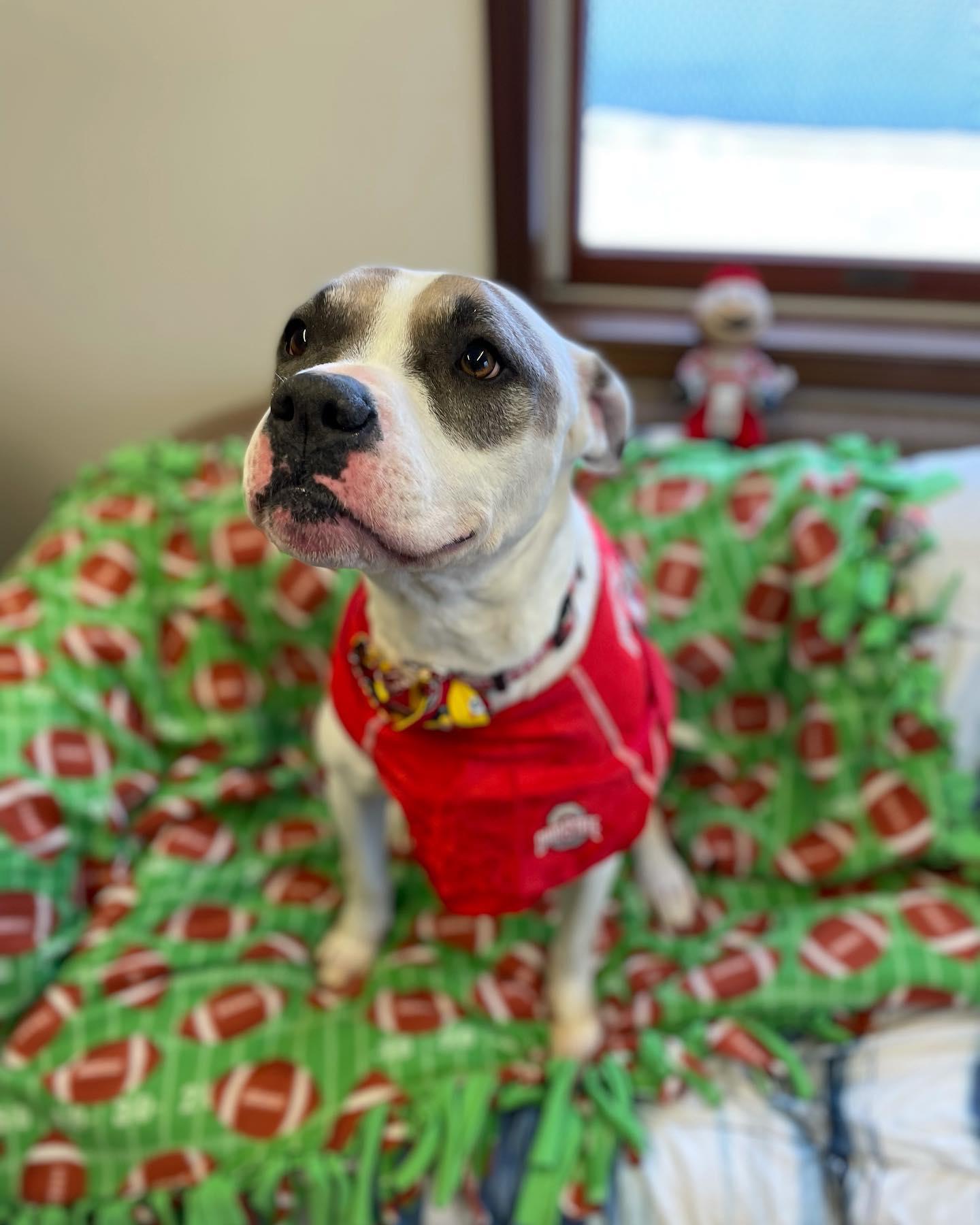 Dog for adoption - Snoopy, a Mixed Breed in Millersburg, OH | Petfinder