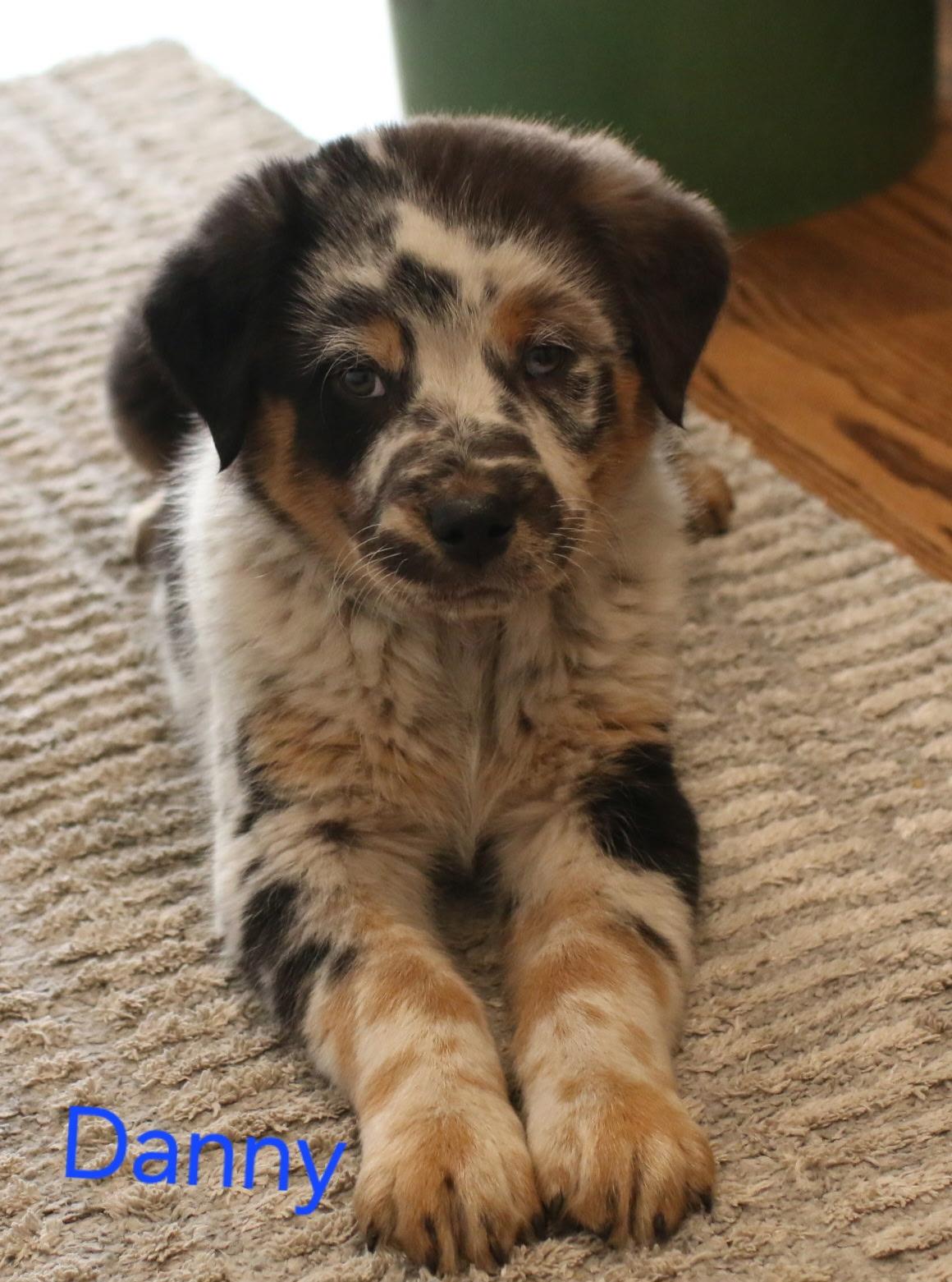 Dog for adoption - Danny, an Australian Shepherd & Rottweiler Mix in ...