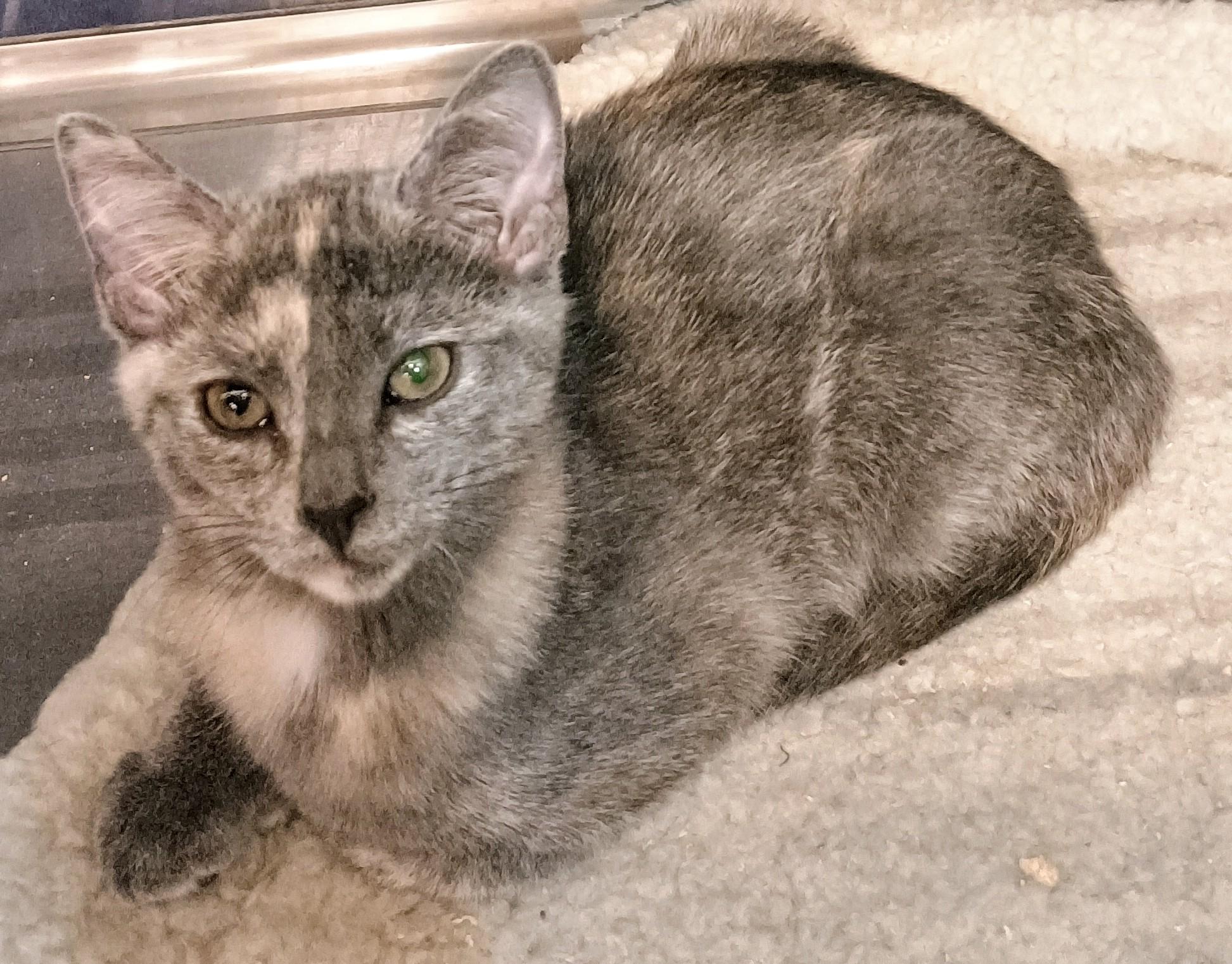 Cat for adoption - Eclipse, a Domestic Short Hair in Campbell, CA ...