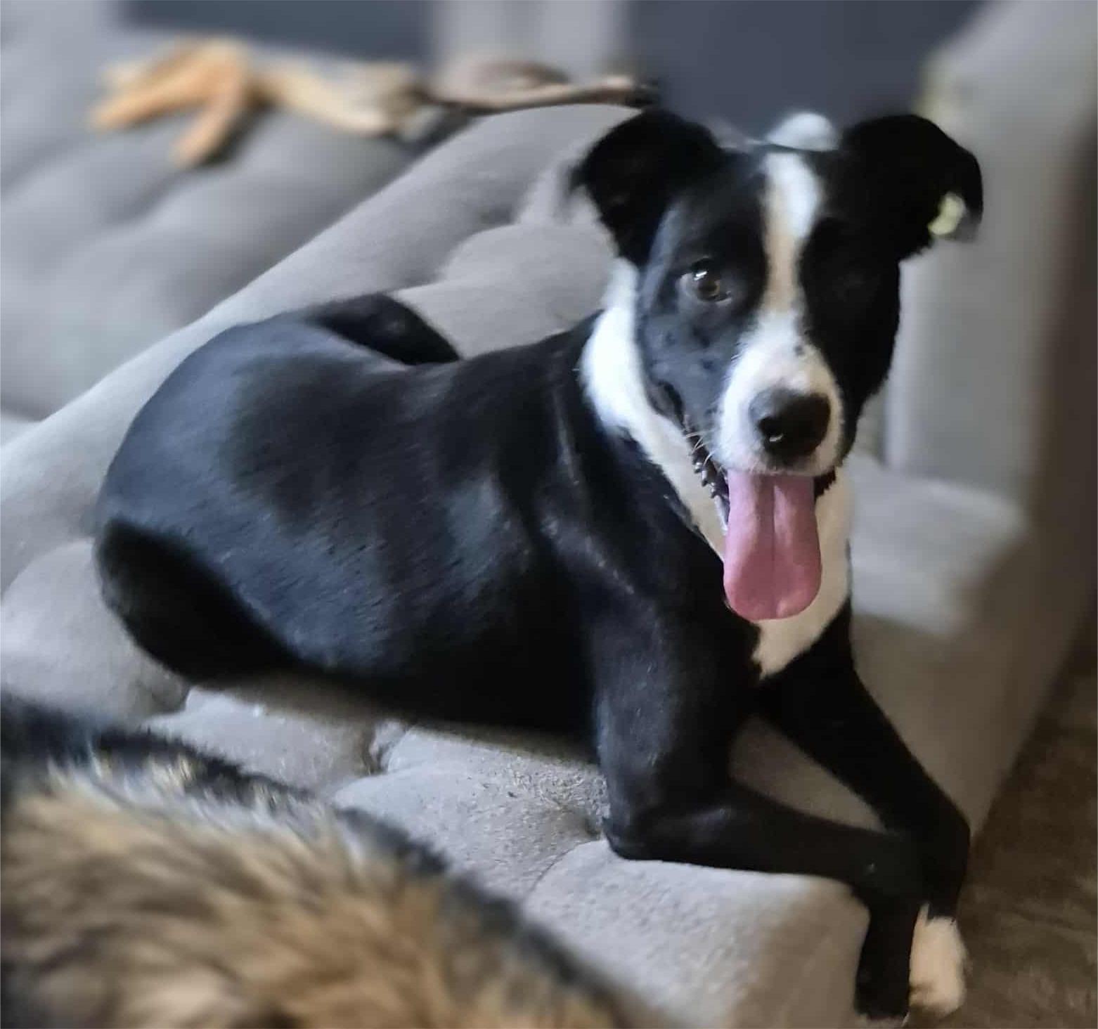 Dog for adoption - Galloway, a Border Collie & Boxer Mix in Redmond, WA ...