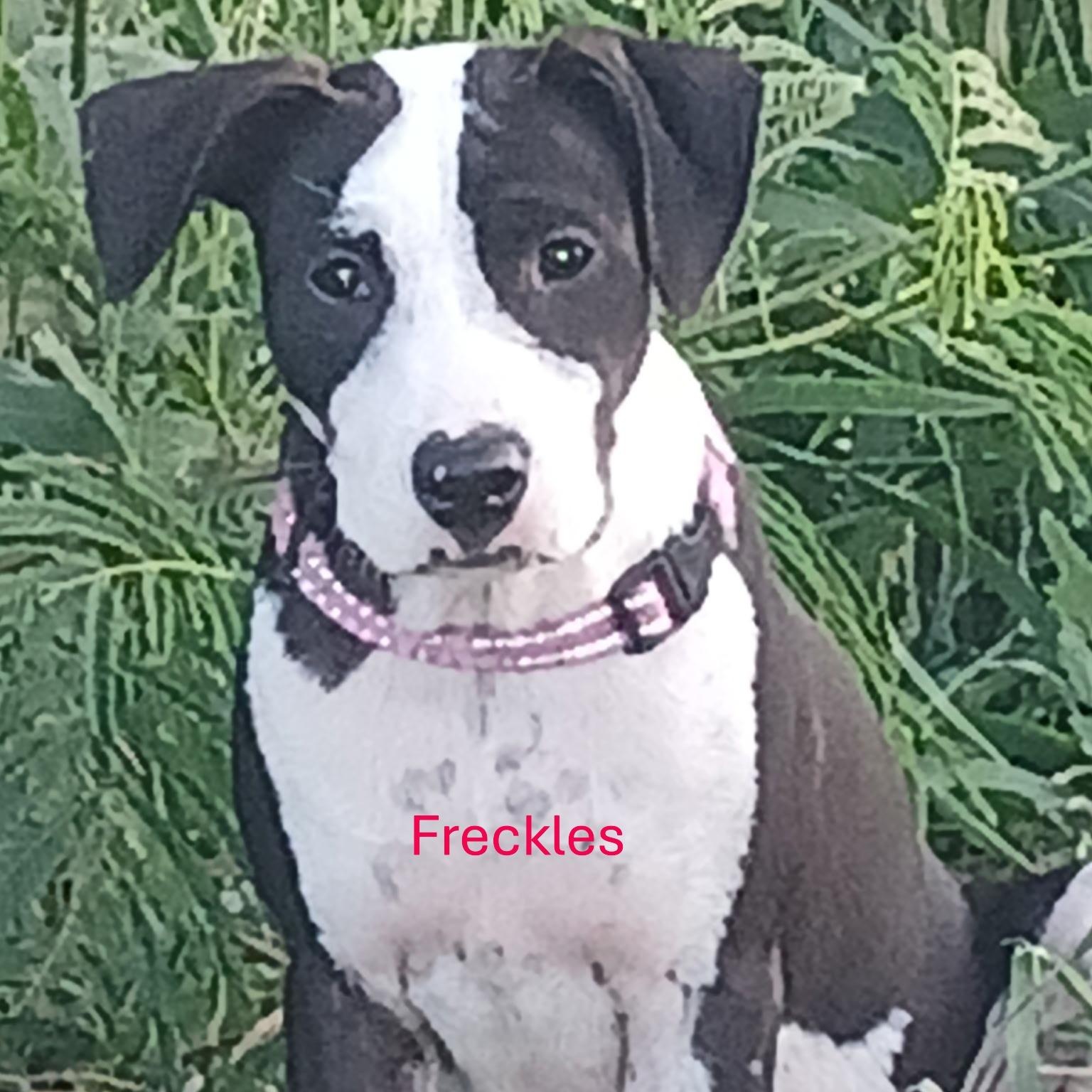 Dog for adoption - Freckles, Luna Luz, Juan Carlos, & Snoop Dog, a Mixed Breed in Seattle, WA ...