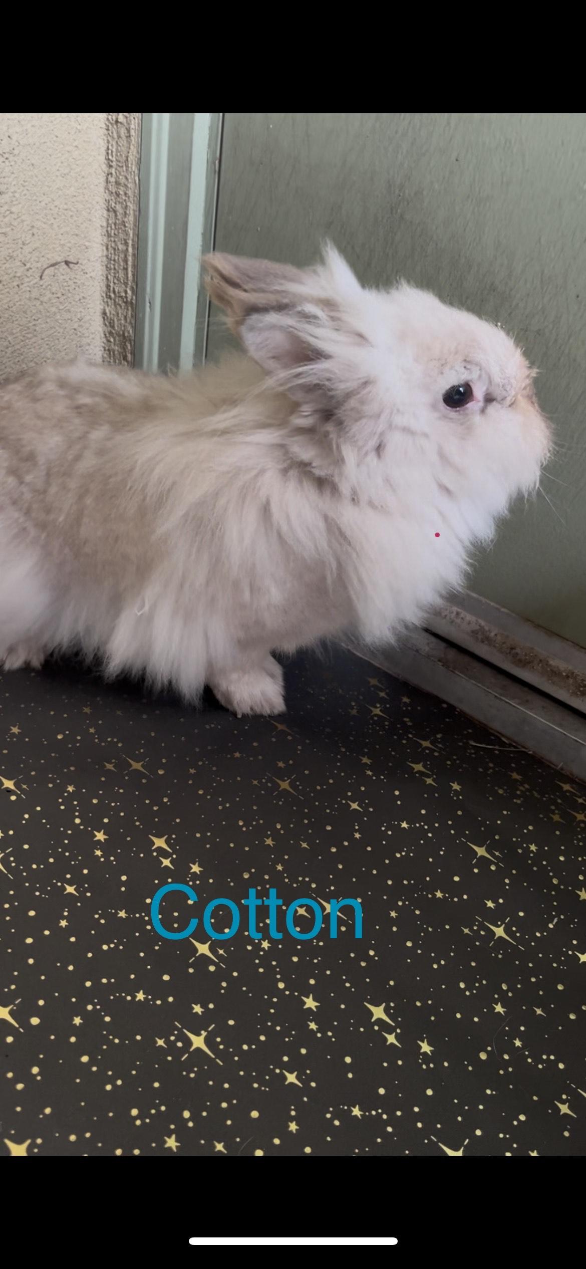 Rabbit for adoption - Cotton, a Lionhead in Modesto, CA | Petfinder