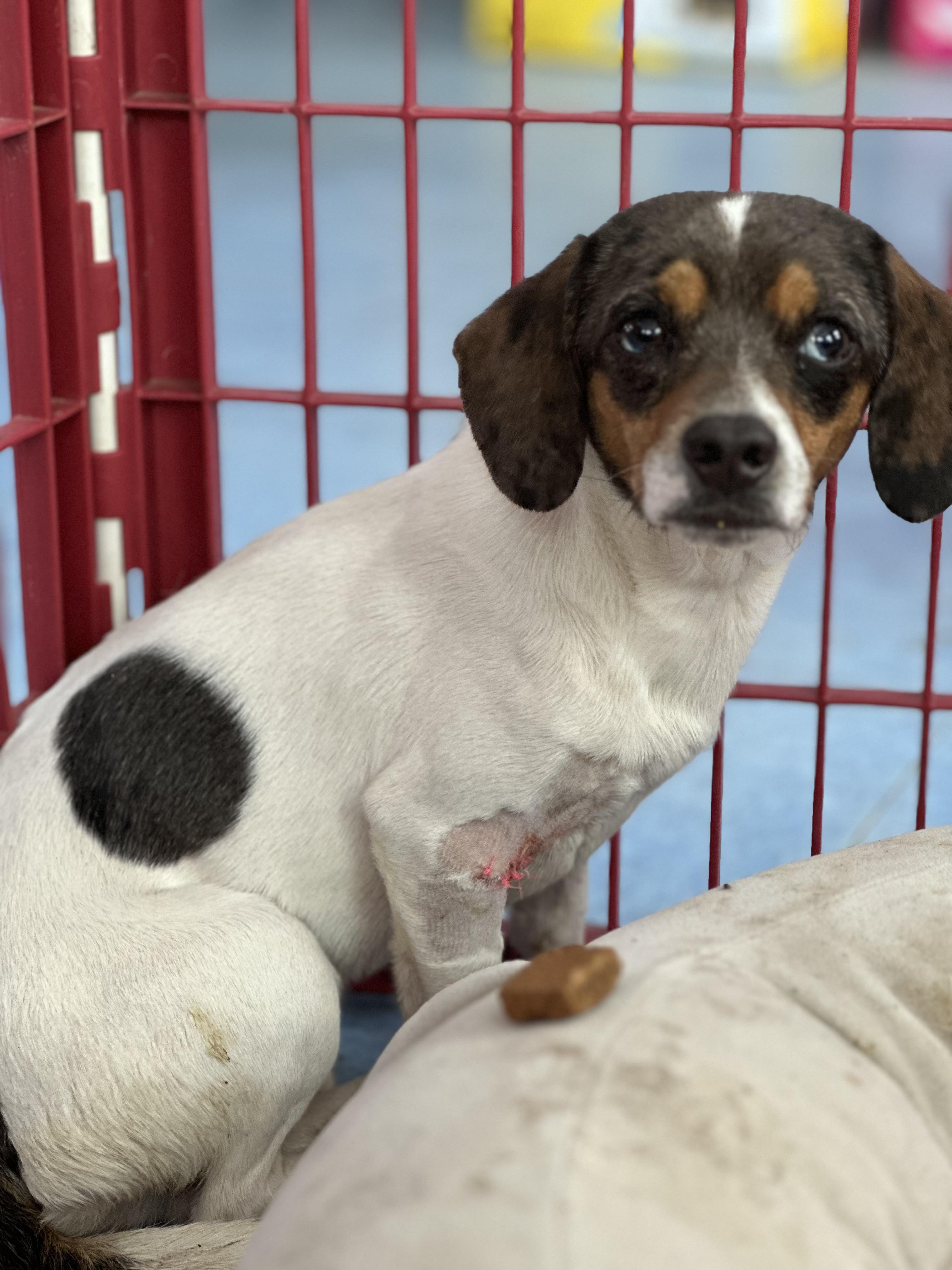 Dog for adoption - Landon, a Terrier Mix in Lubbock, TX | Petfinder