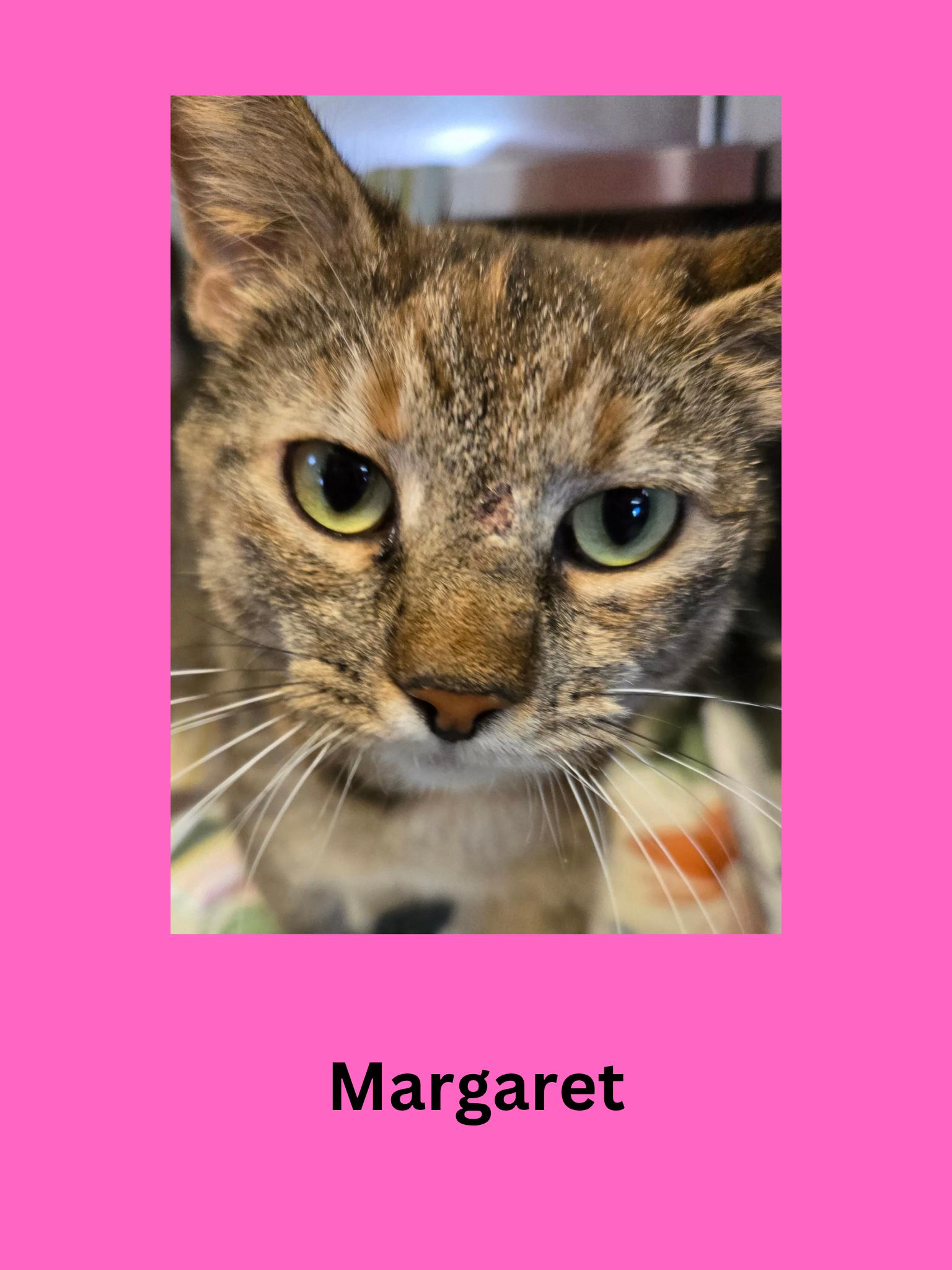 Available Pets - Portage Animal Protective League