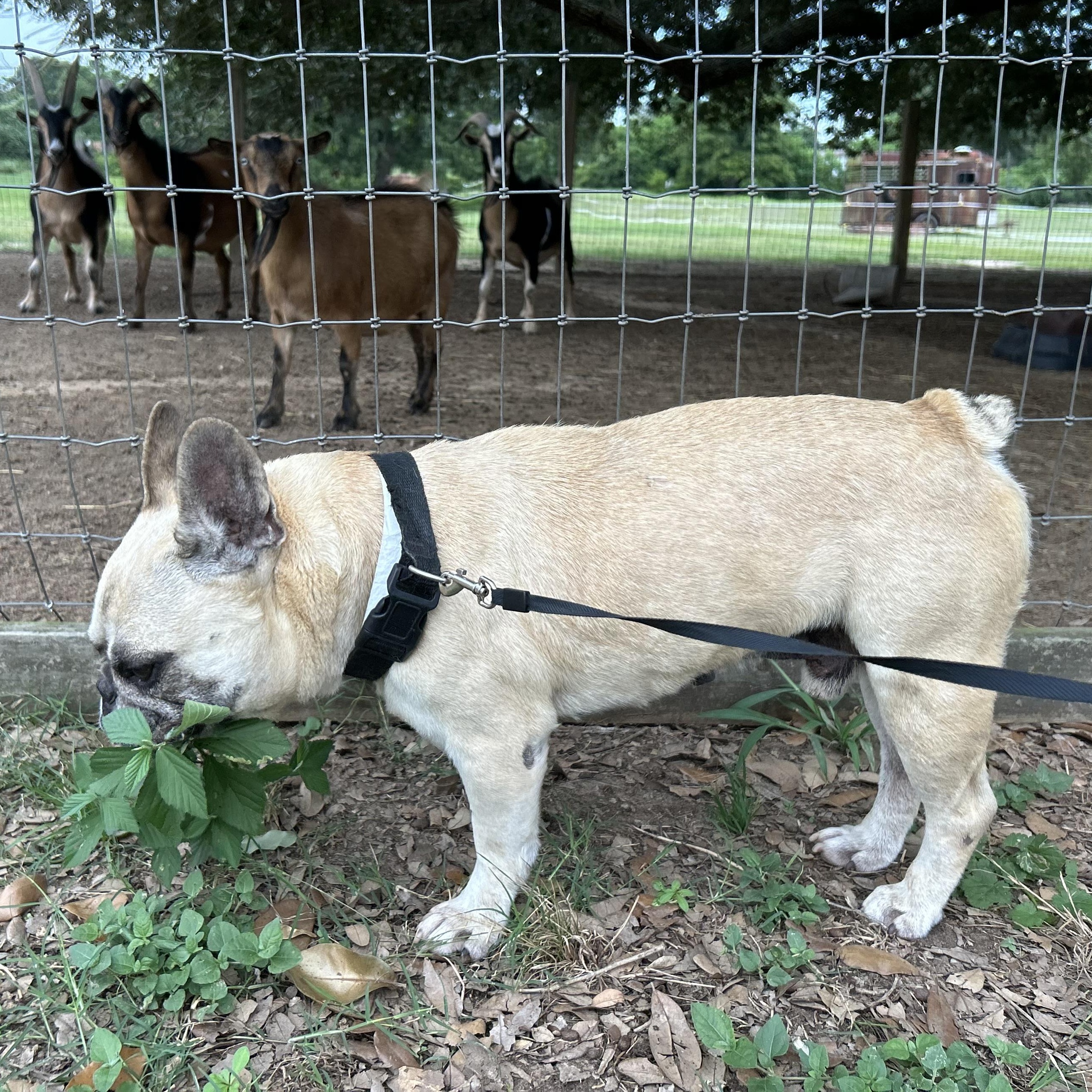 Dog for adoption - Bernie, a Bulldog & French Bulldog Mix in Davenport ...
