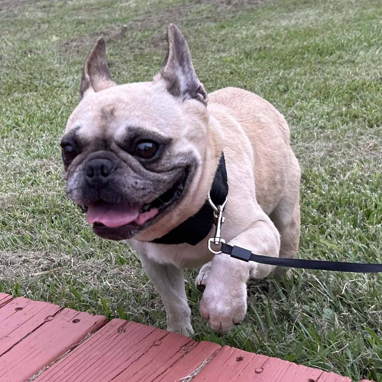 Dog for adoption - Bernie, a Bulldog & French Bulldog Mix in Davenport ...