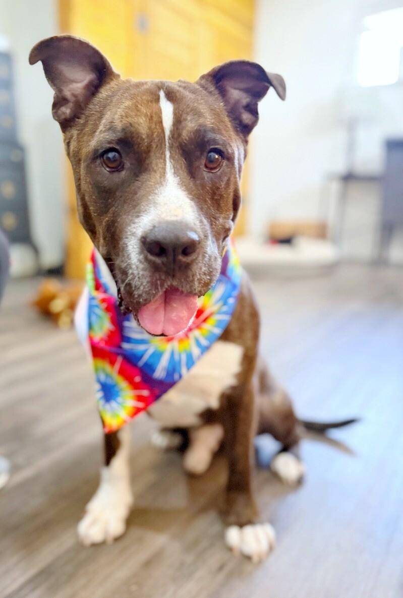 Dog for adoption - Lucky in love ready for a hug, a Pit Bull Terrier ...