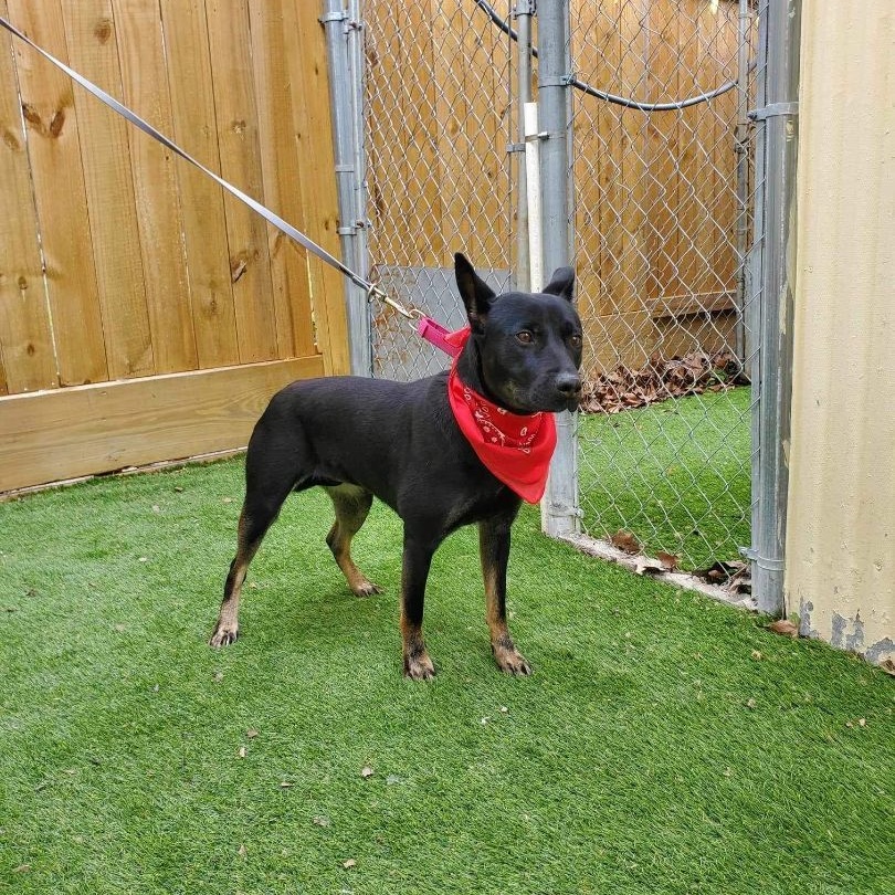 Dog for adoption - Paisley, a Shepherd Mix in Sheridan, CO | Petfinder