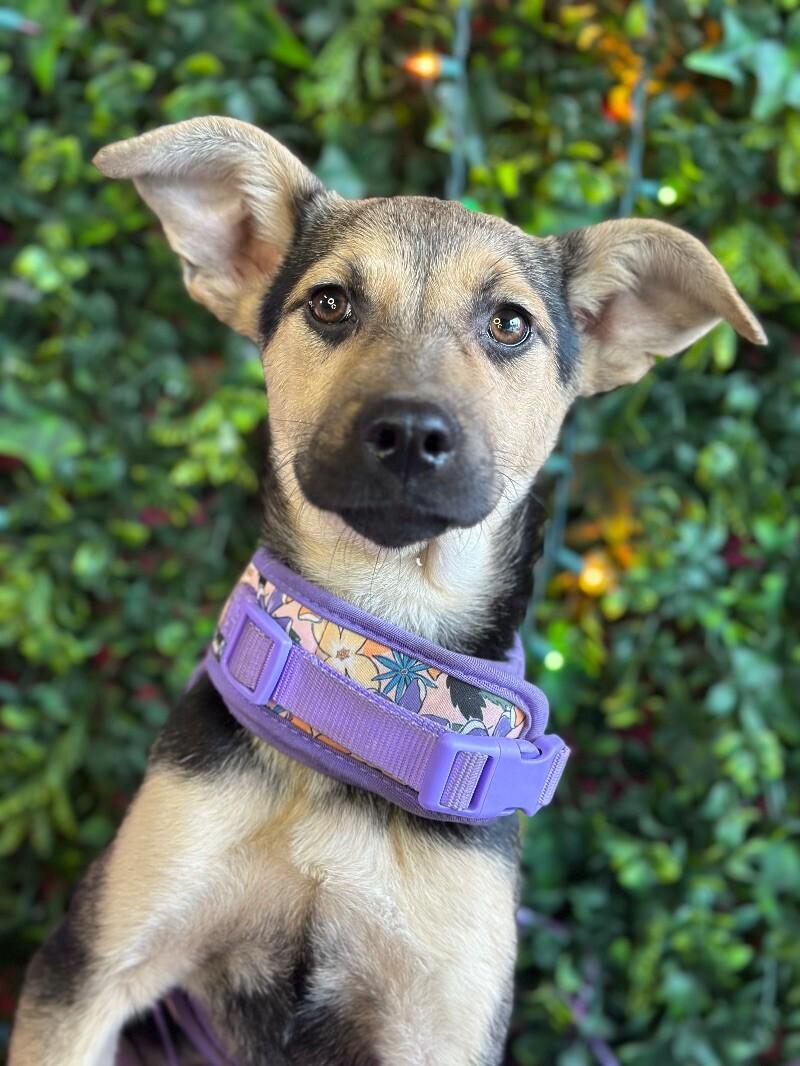 Dog for adoption - Suki, a German Pinscher & Labrador Retriever Mix in ...