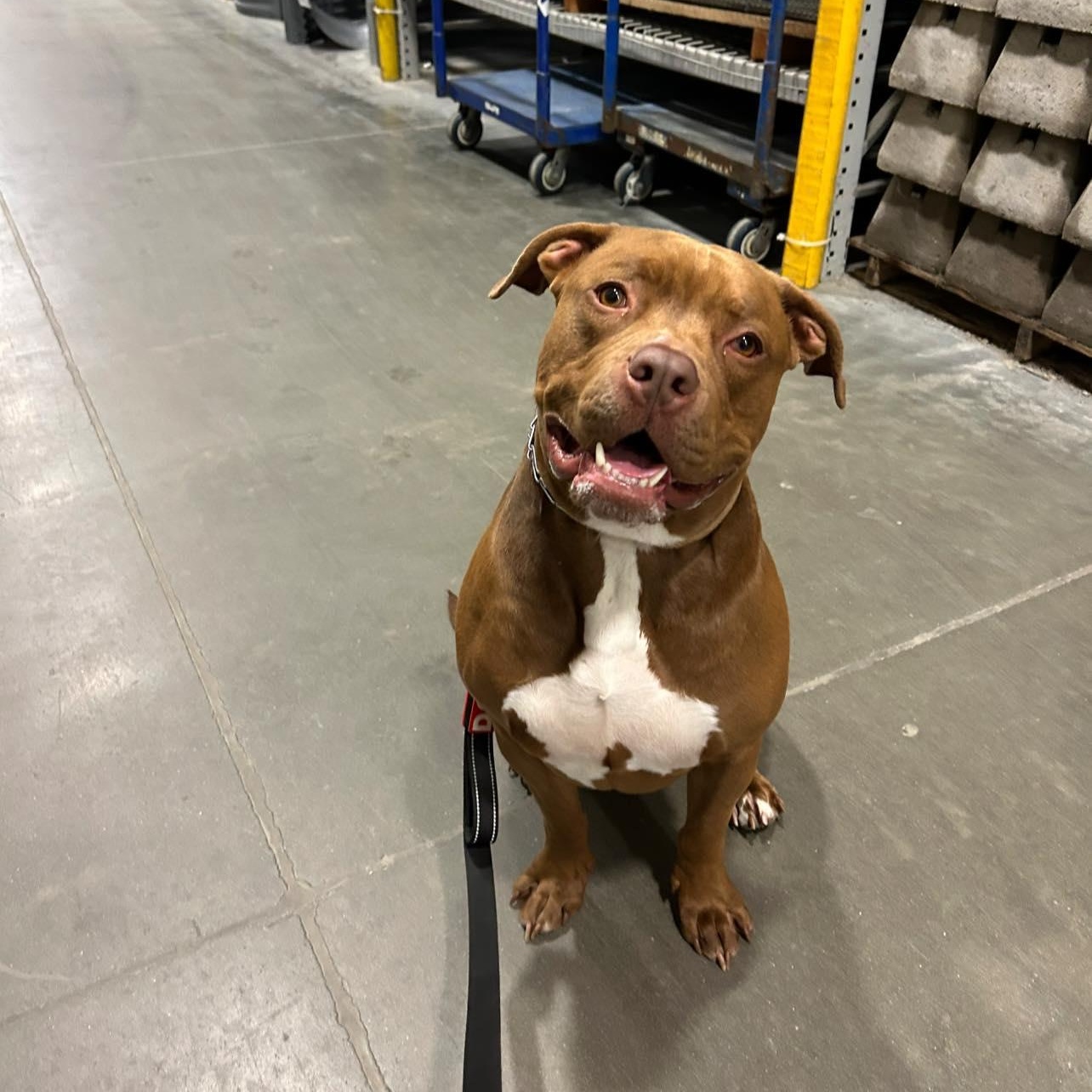 Dog for adoption - Simba, a Dogue de Bordeaux & American Bully Mix in ...