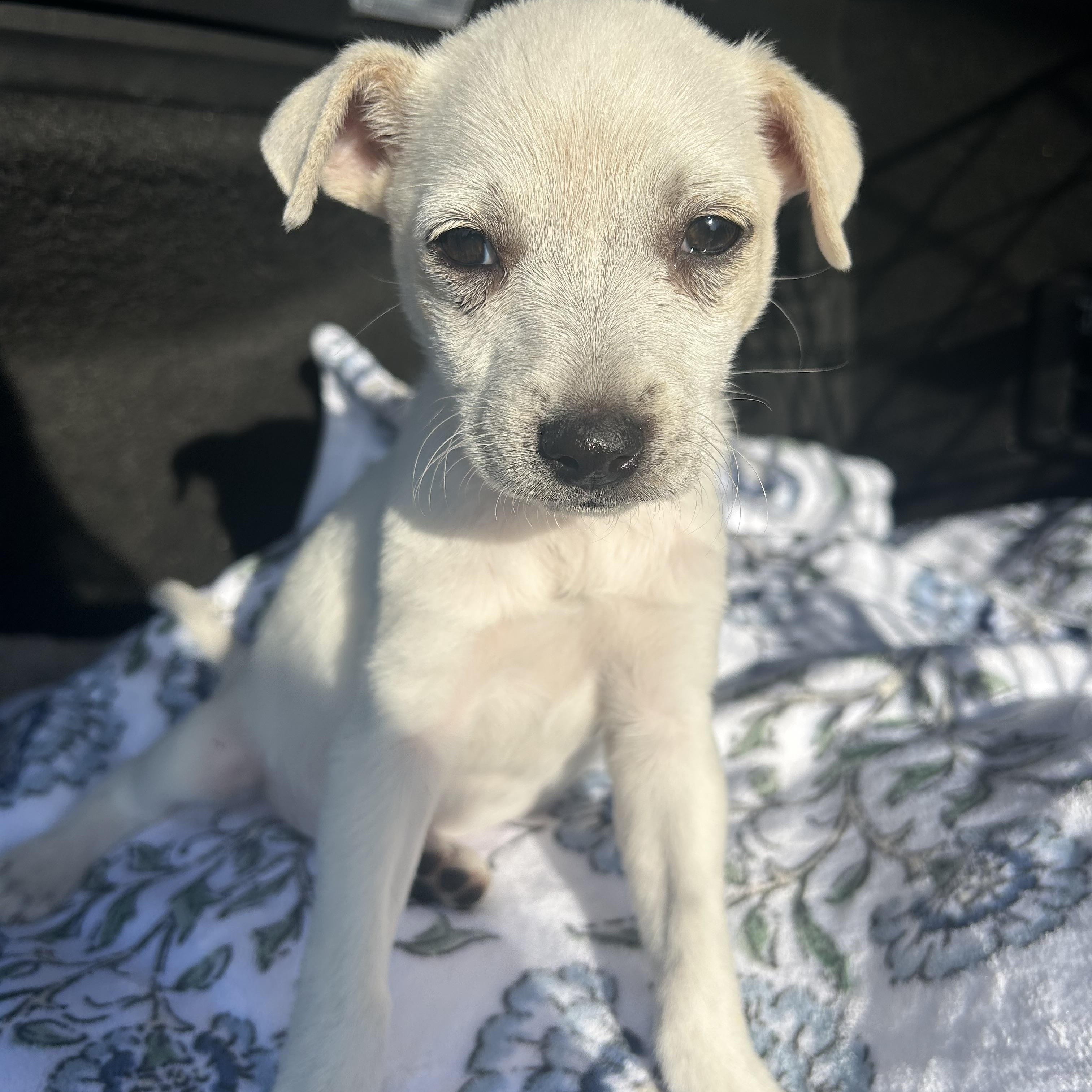 Dog for adoption - Prissy, a Chihuahua in New York, NY | Petfinder