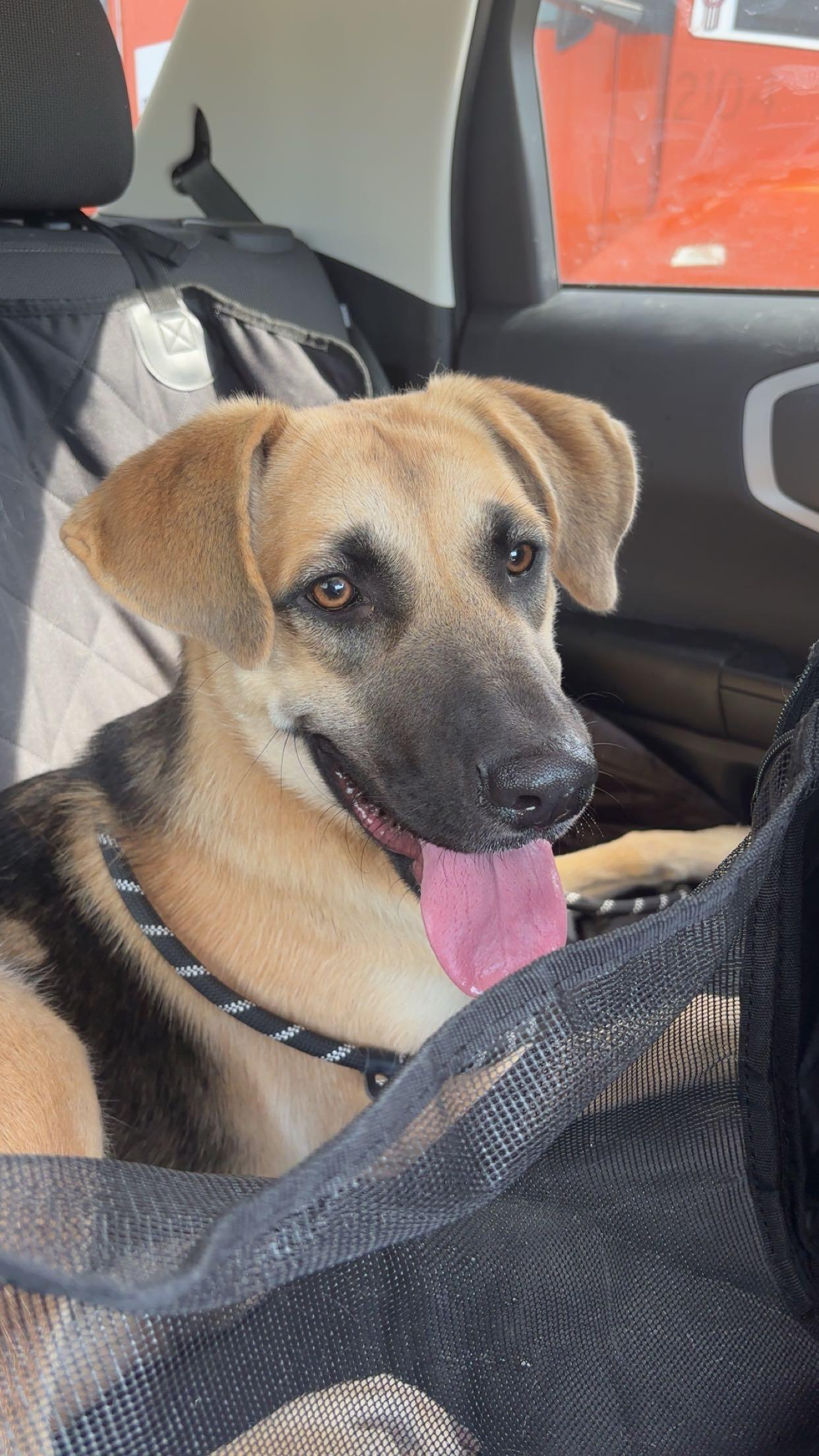 Dog for adoption - Willow, a German Shepherd Dog in Salt Lake City, UT ...